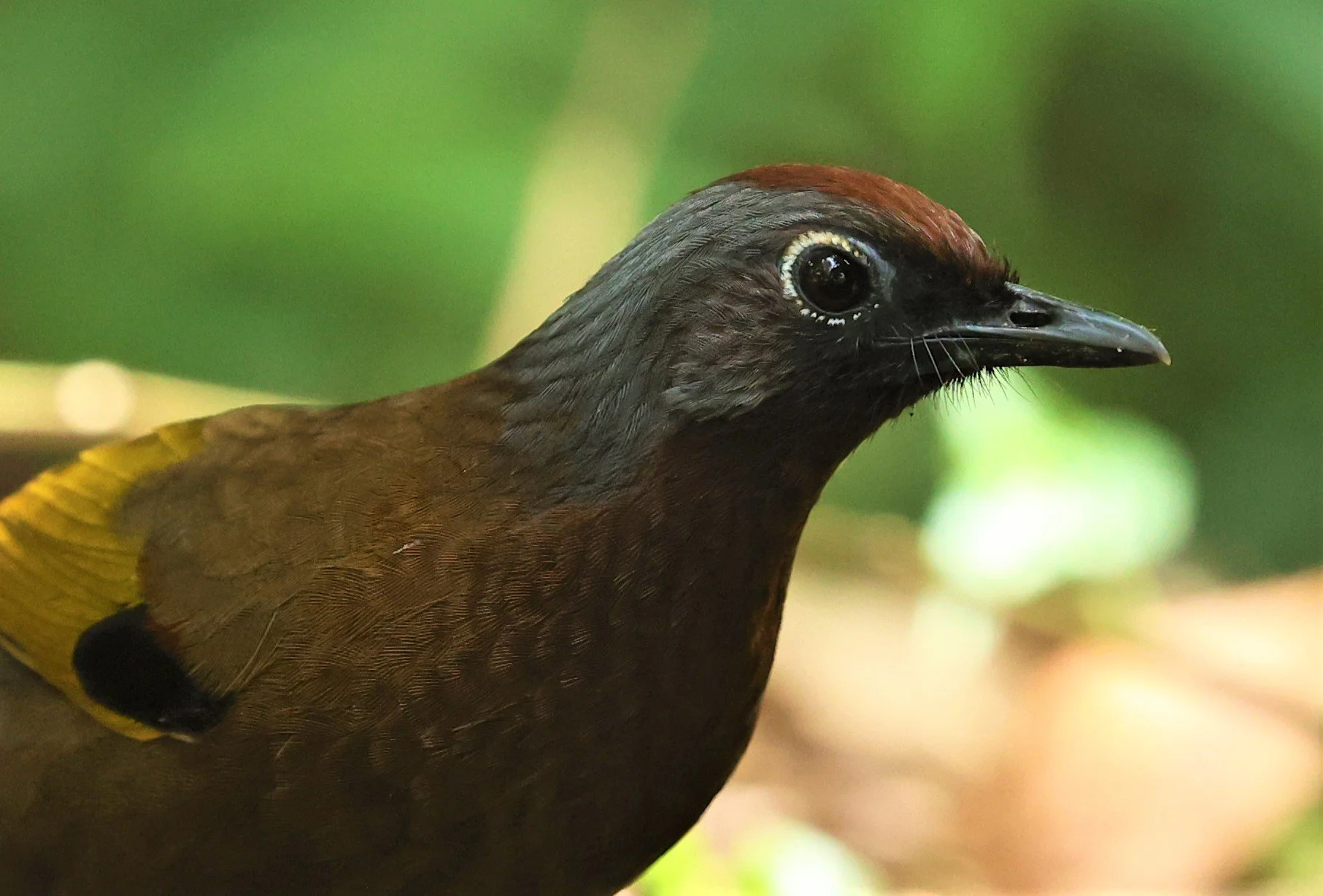Malayan Laughingthrush (Trochalopteron peninsulae) Malaysia — Coke ...