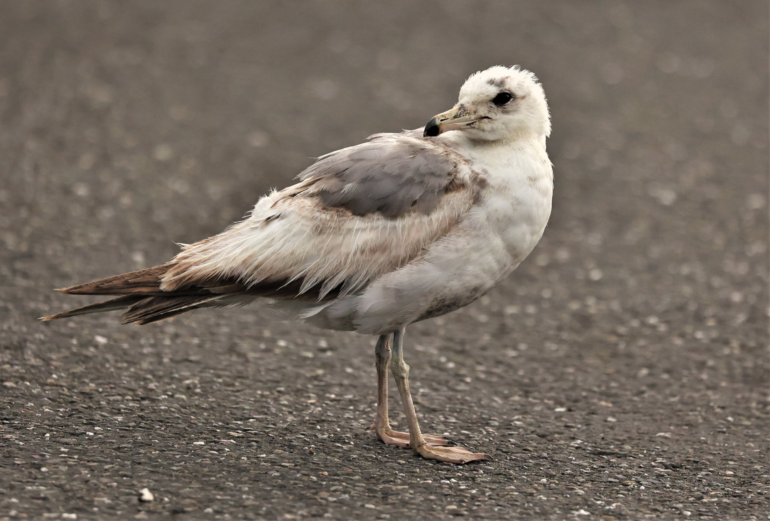 Western Gull (Larus occidentalis) West Coast North America — Coke Smith ...