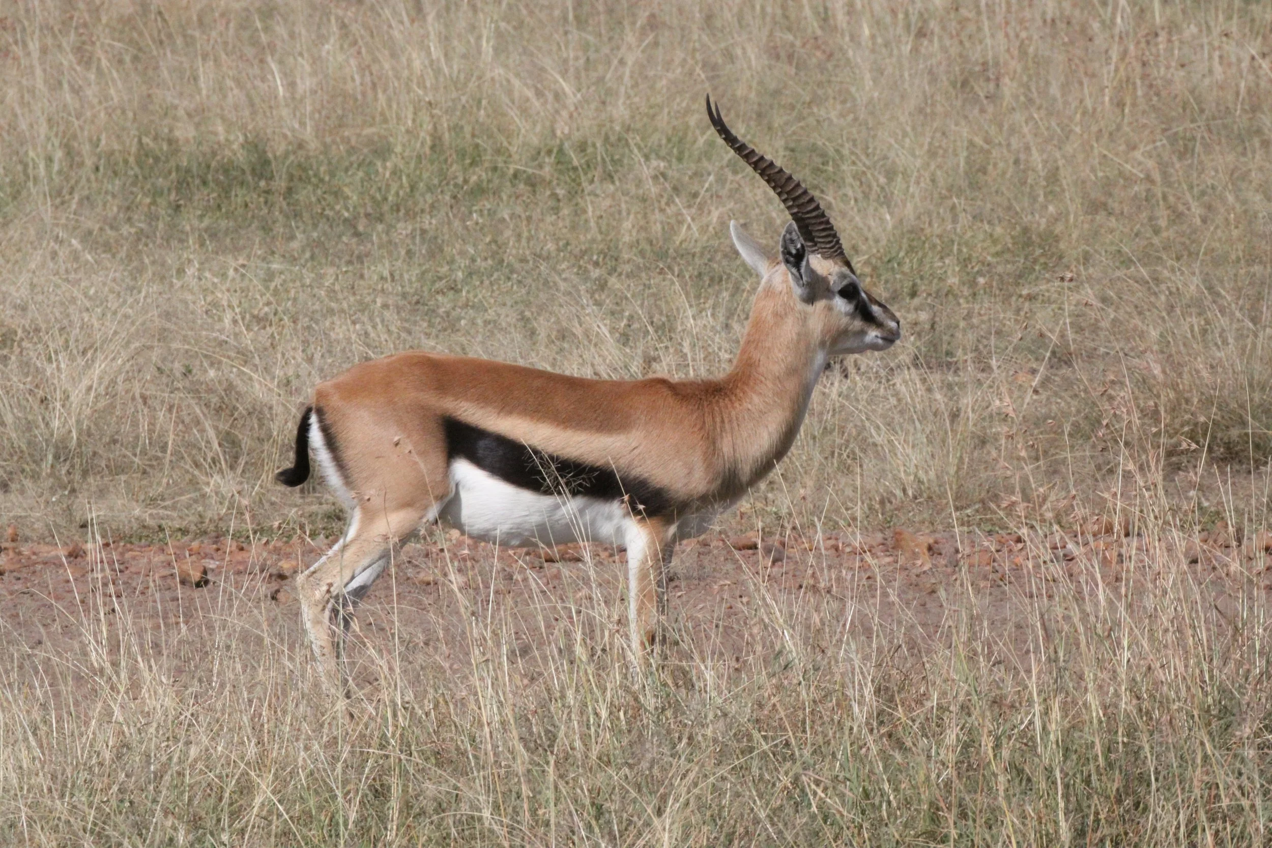 Genus Eudorcas Gazelles — Coke Smith Wildlife