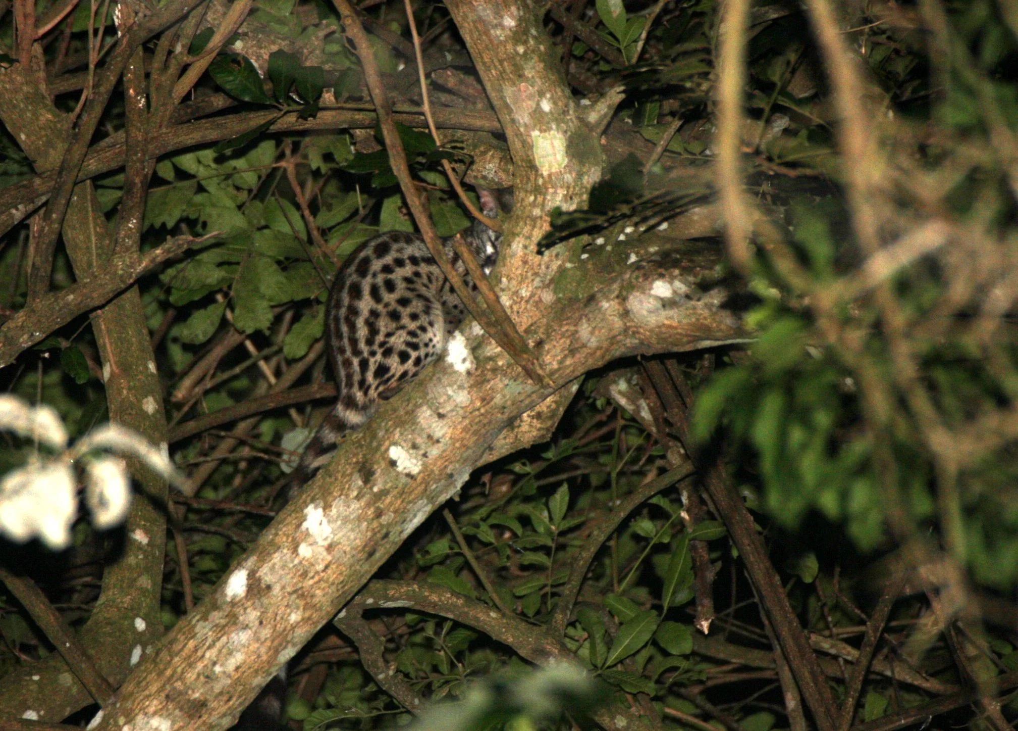 Genetta maculata - Rusty-spotted Genet — Coke Smith Wildlife