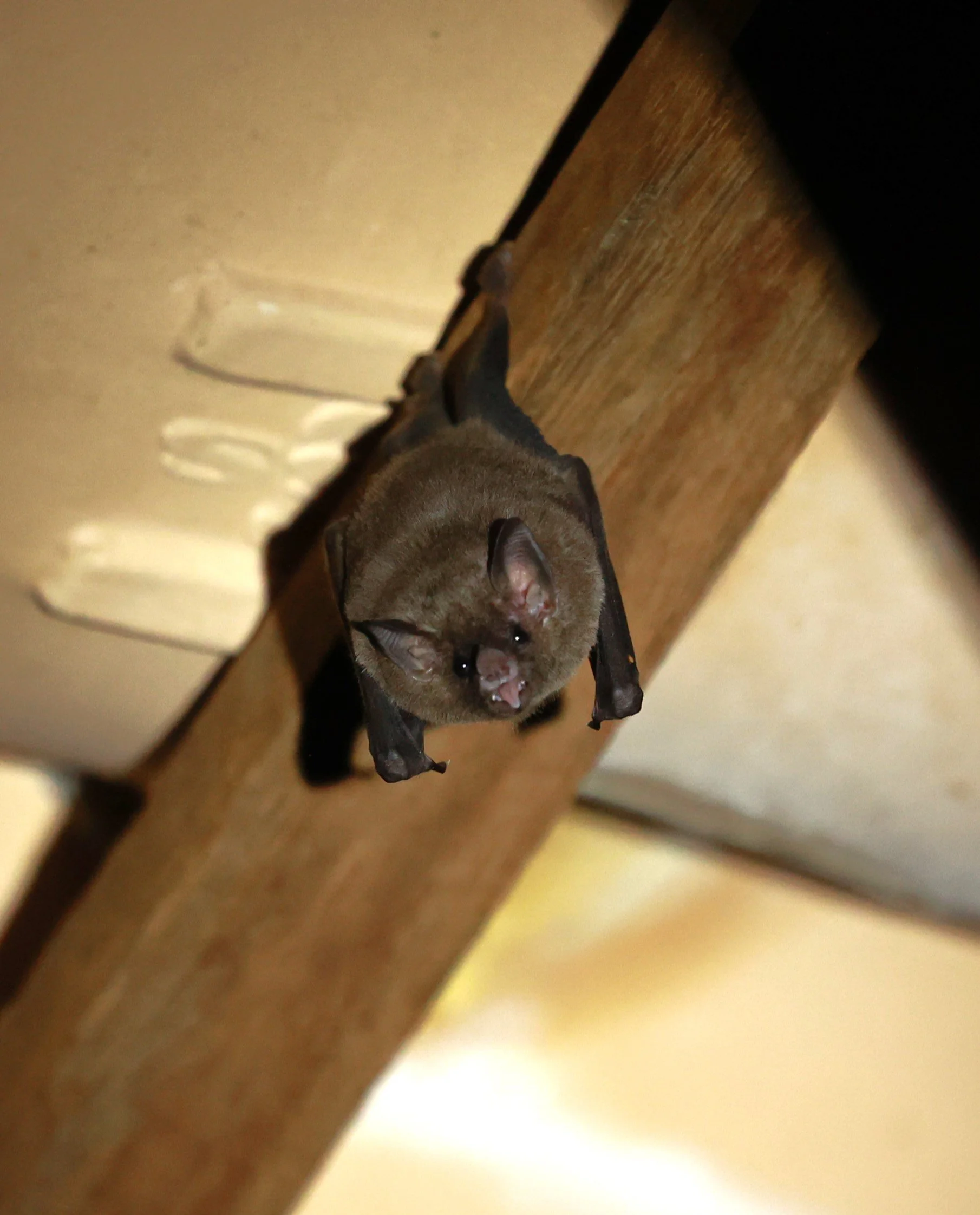 Pallas's Long-tongued Bat (Glossophaga soricina) — Coke Smith Wildlife