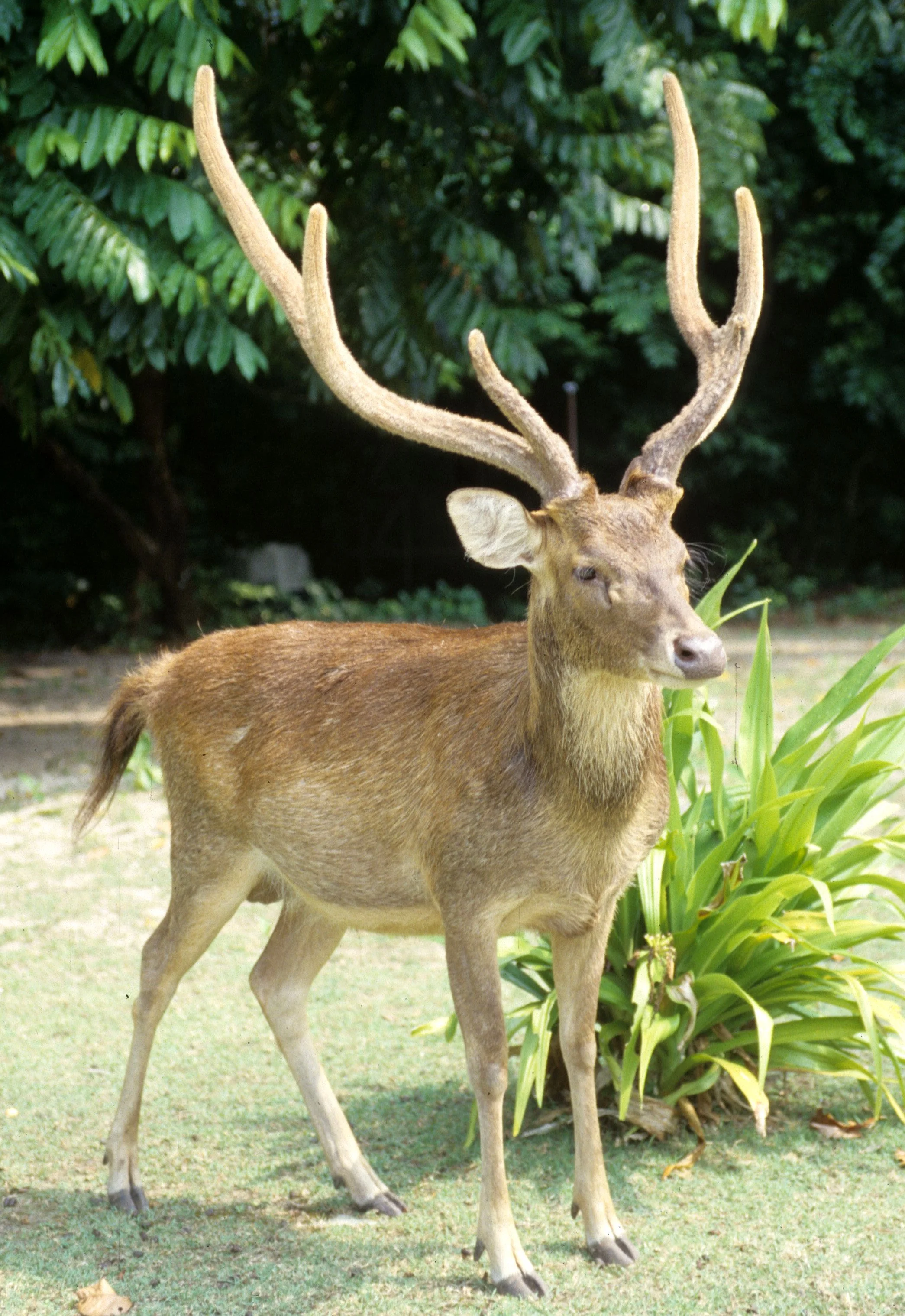 Genus Rusa — Coke Smith Wildlife