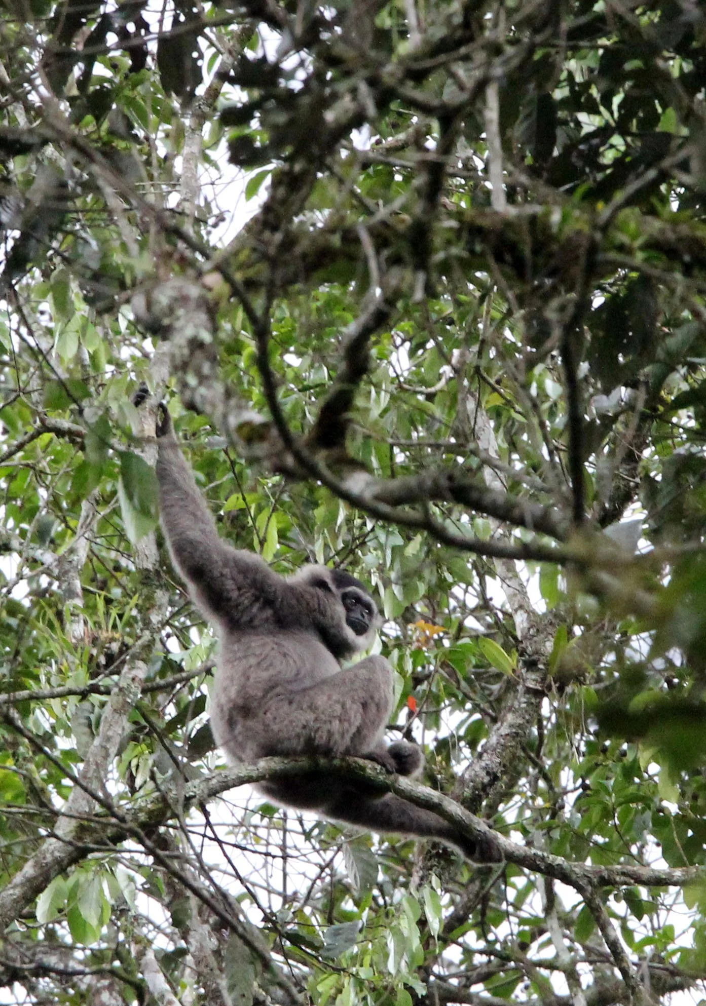 Hylobates moloch Silvery Gibbon — Coke Smith Wildlife
