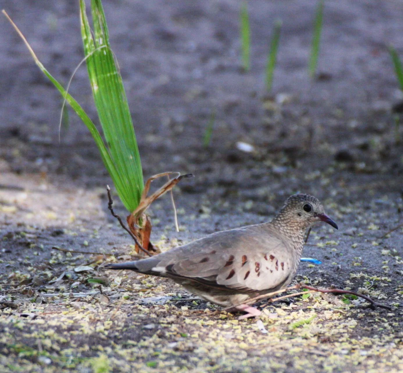 Genus Columbina Ground Doves — Coke Smith Wildlife