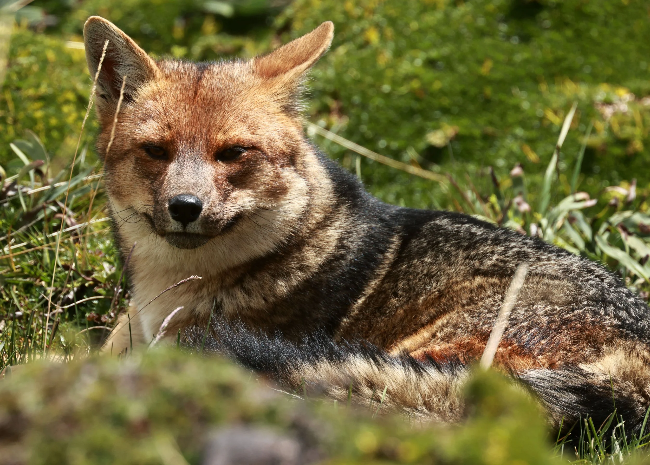 Andes of Ecuador — Coke Smith Wildlife
