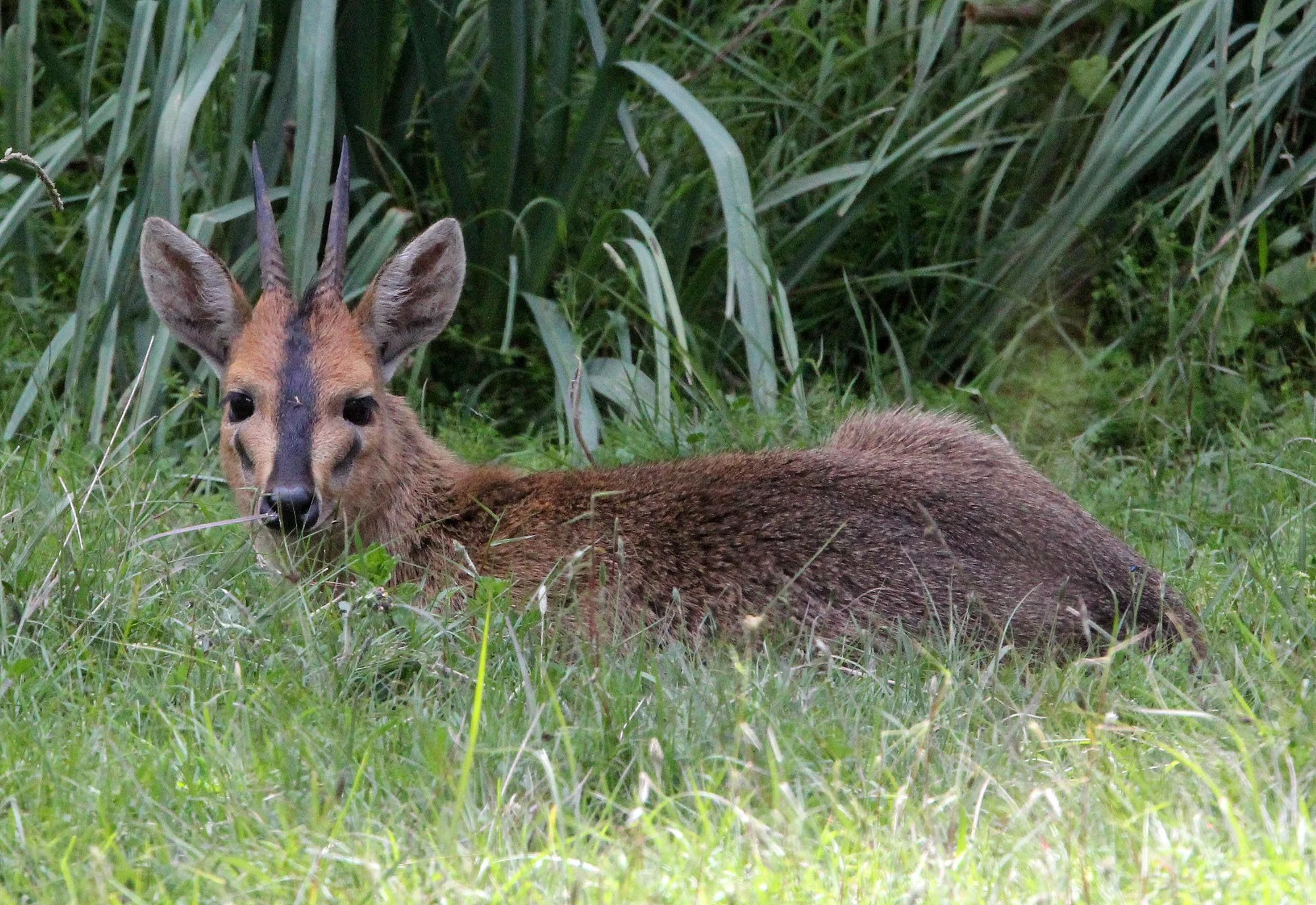 Cephalophinae the Duikers — Coke Smith Wildlife