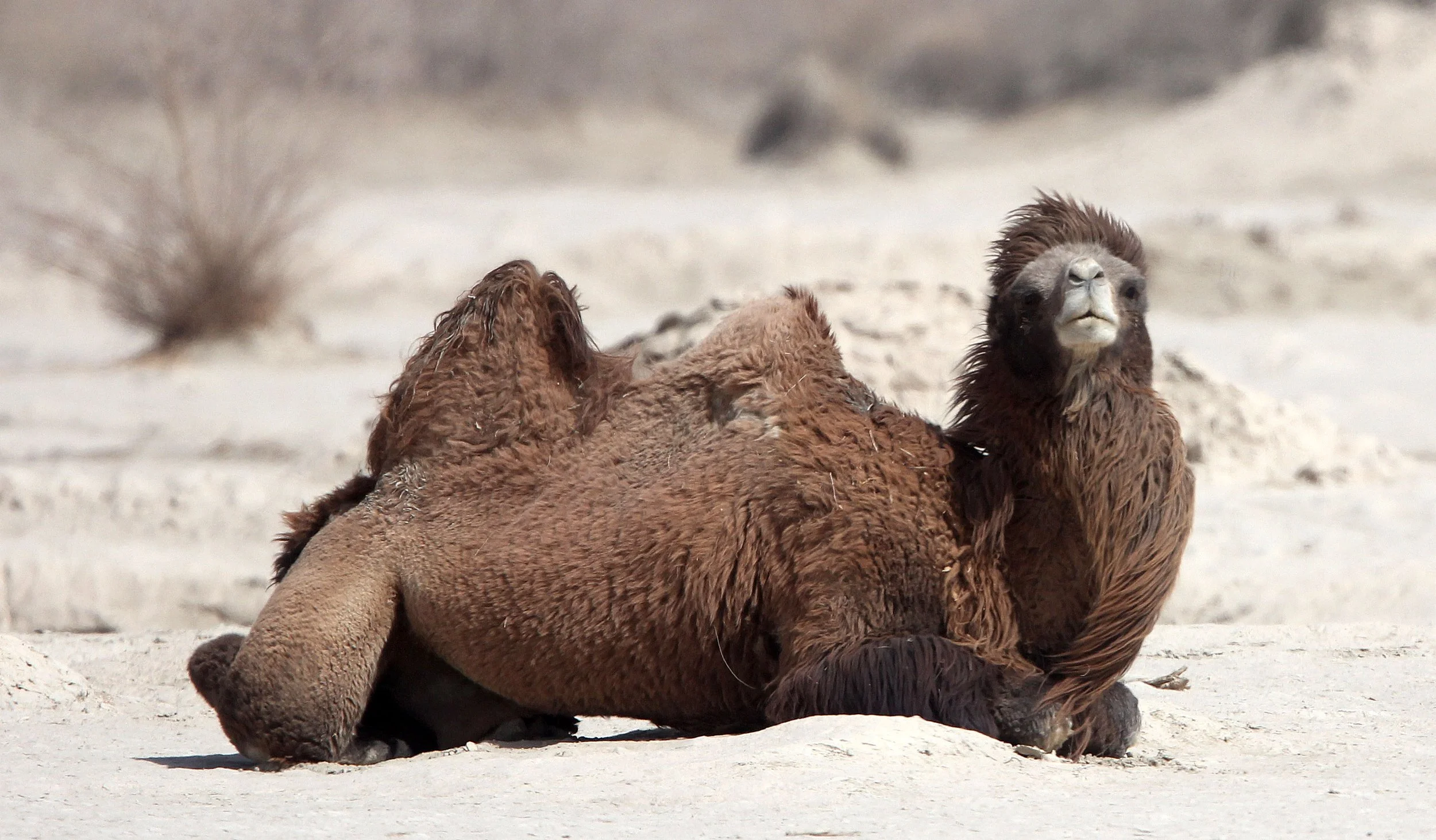 Order Mammalia — Coke Smith Wildlife