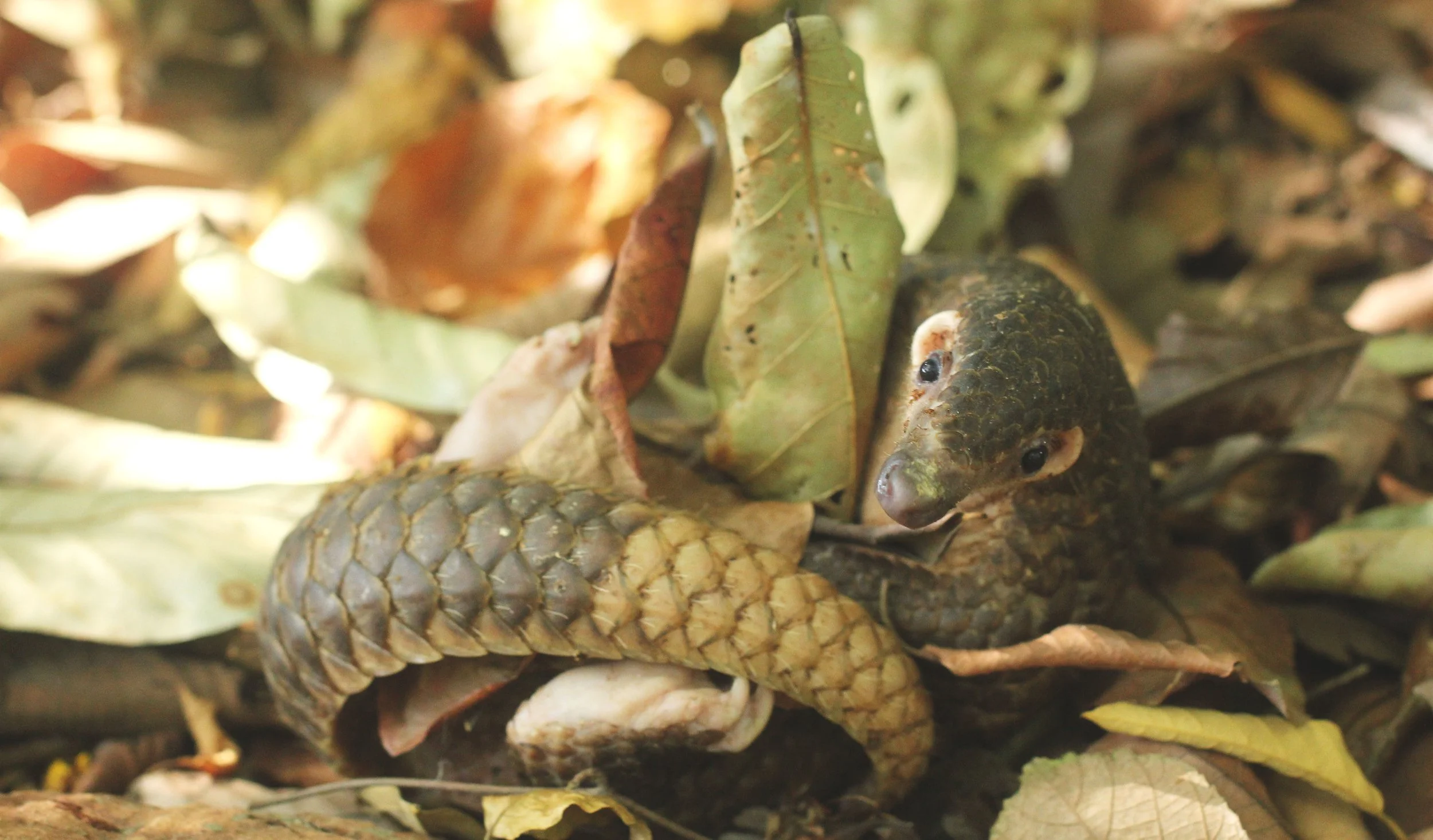 Order Pholidota - Pangolins — Coke Smith Wildlife