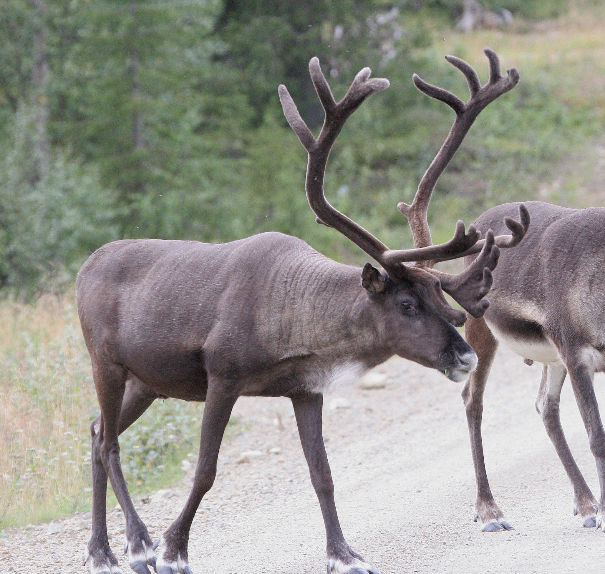 Family Cervidae the Deer — Coke Smith Wildlife