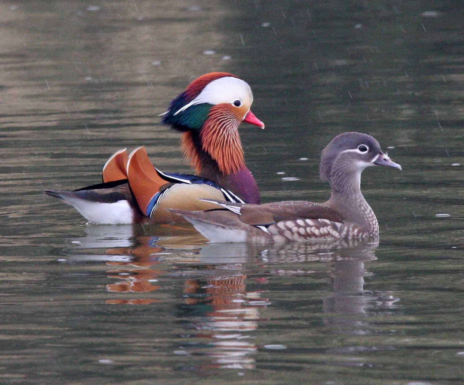 Family Anatidae Ducks & Geese — Coke Smith Wildlife