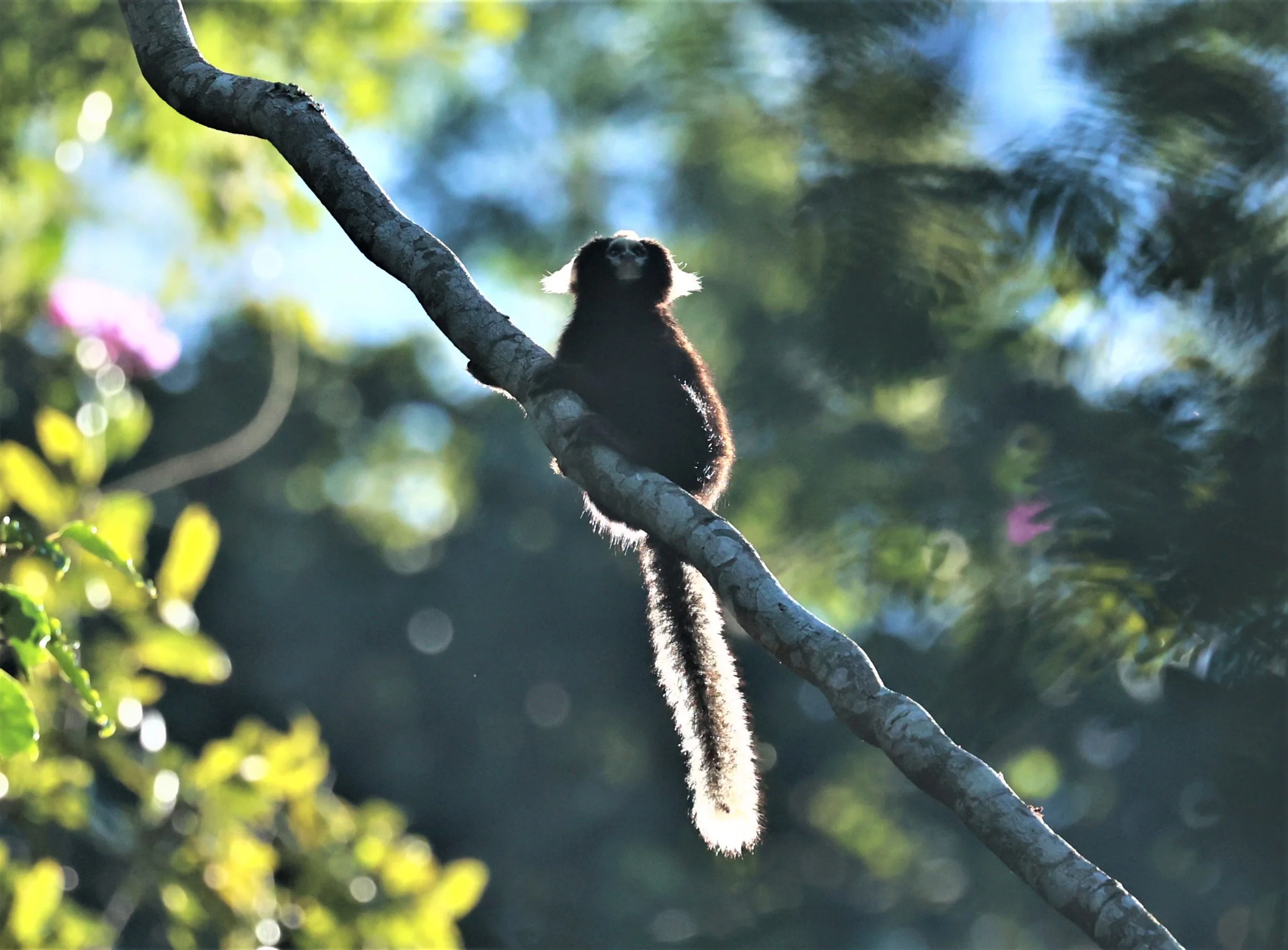 Buffy-tufted Marmoset (Callithrix aurita) — Coke Smith Wildlife