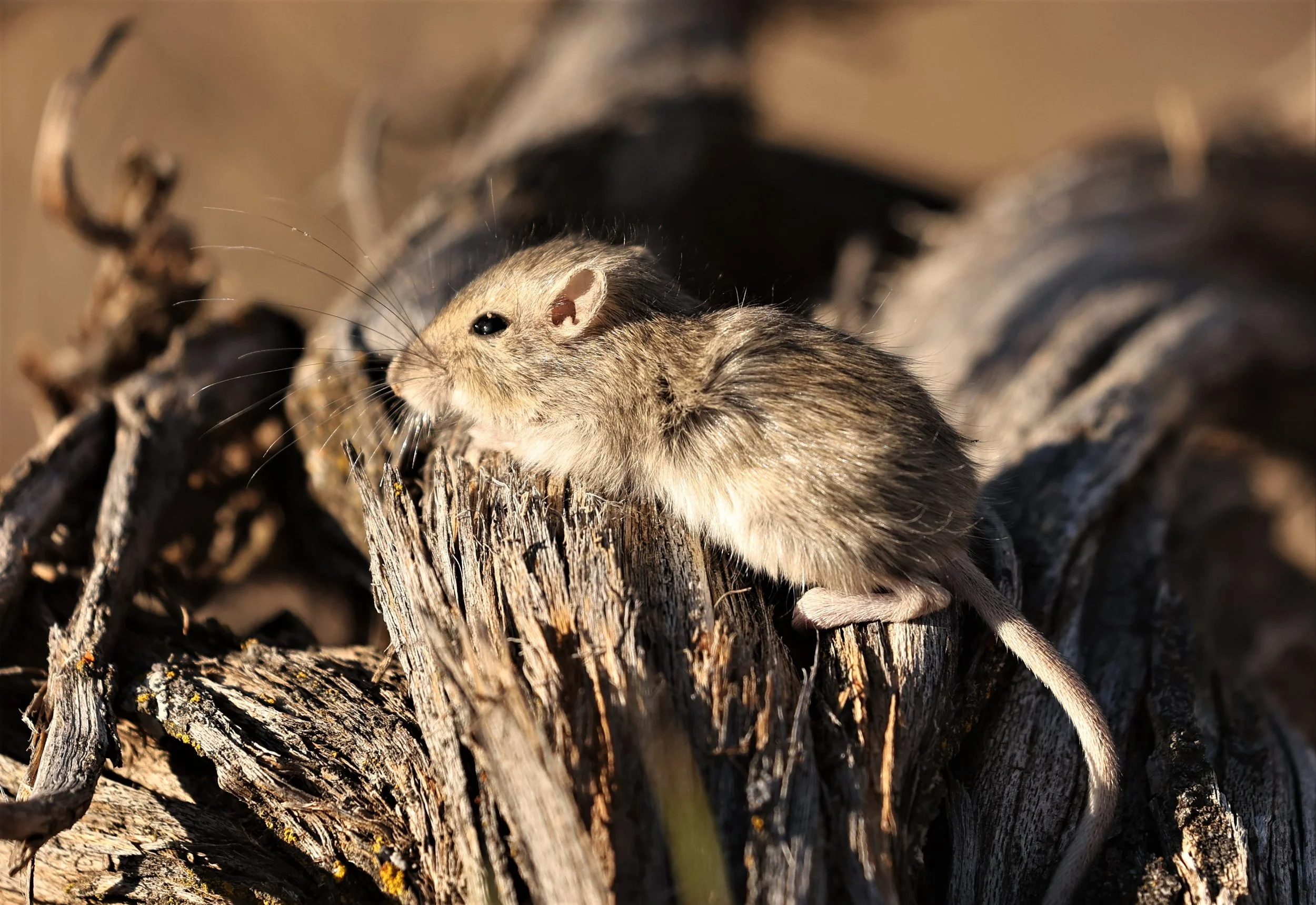Family Heteromyidae Kangaroo Rates & Pocket Mice — Coke Smith Wildlife