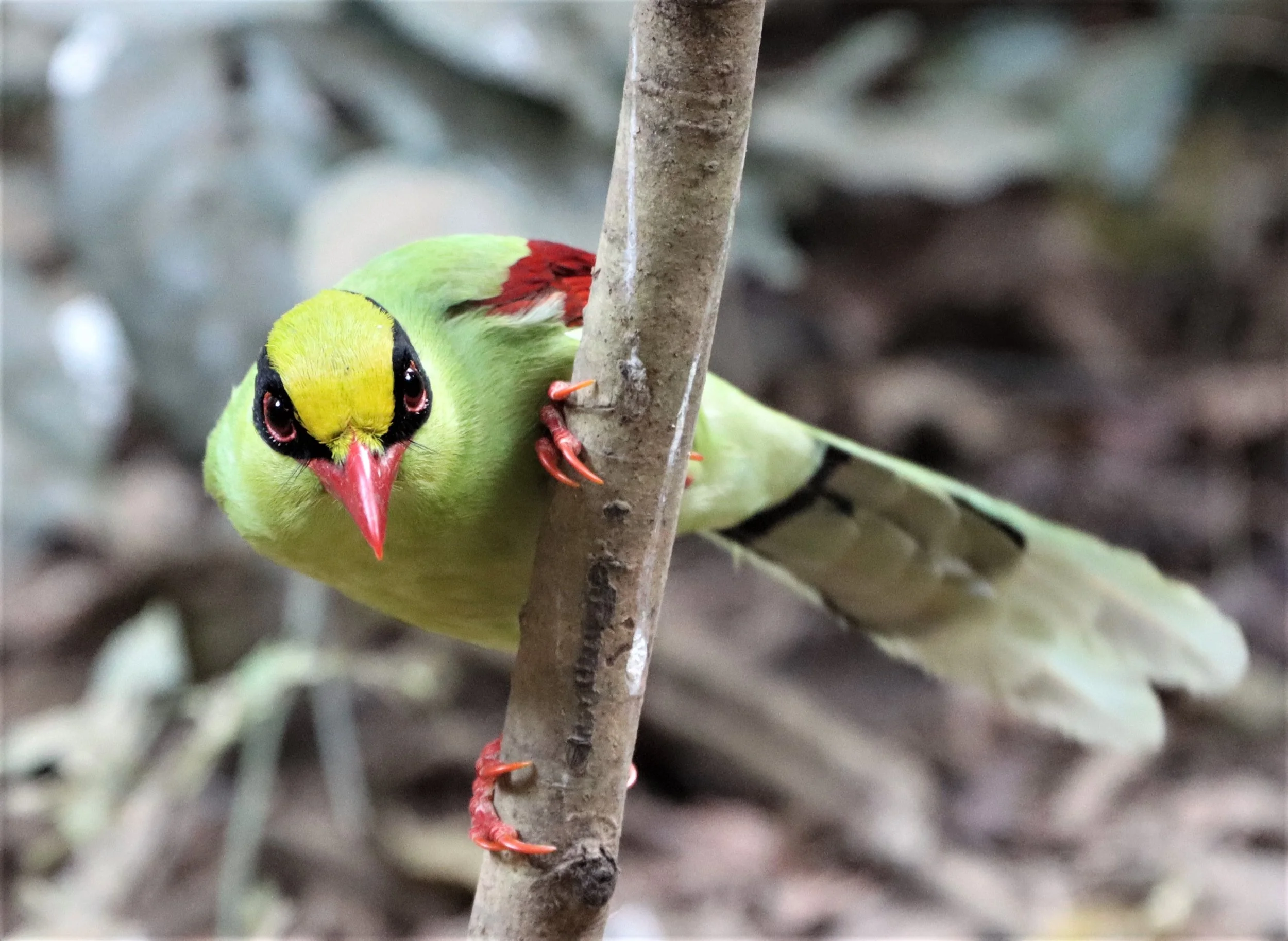 Common Green Magpie (Cissa chinensis) Thailand — Coke Smith Wildlife