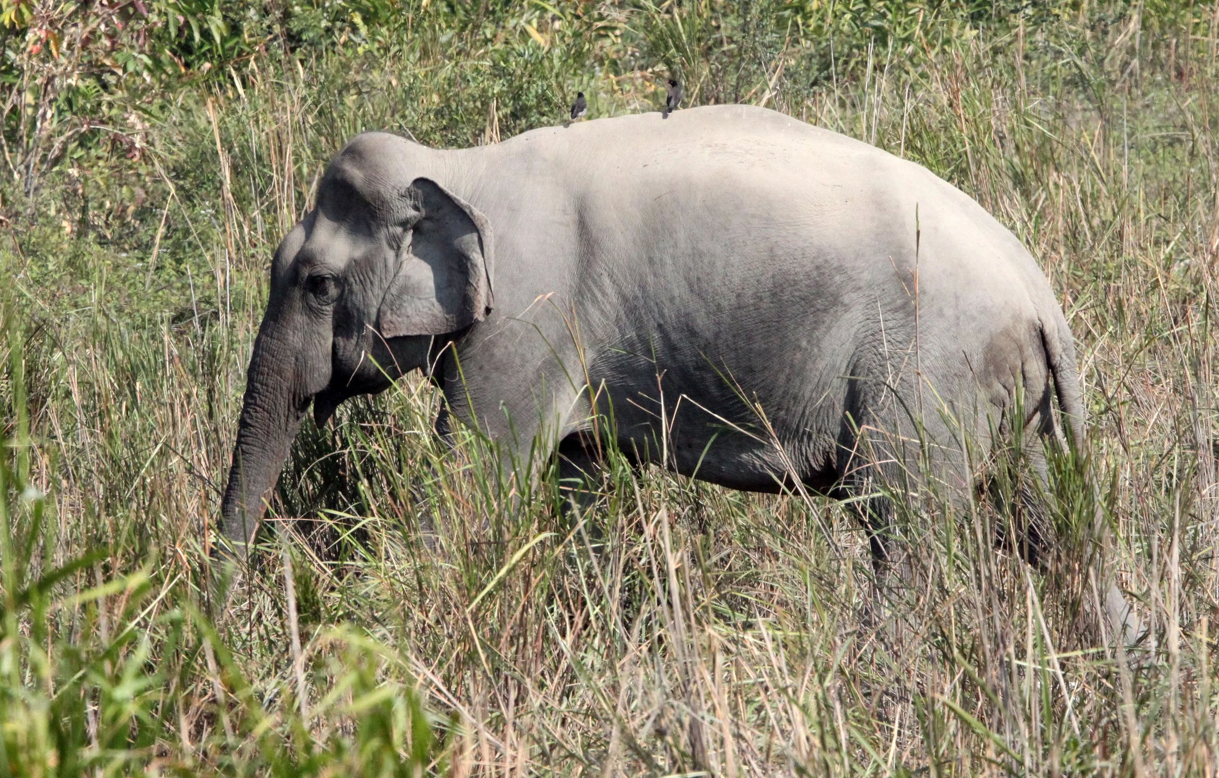 Elephas maximus indicus Asian Elephant India Population — Coke Smith ...