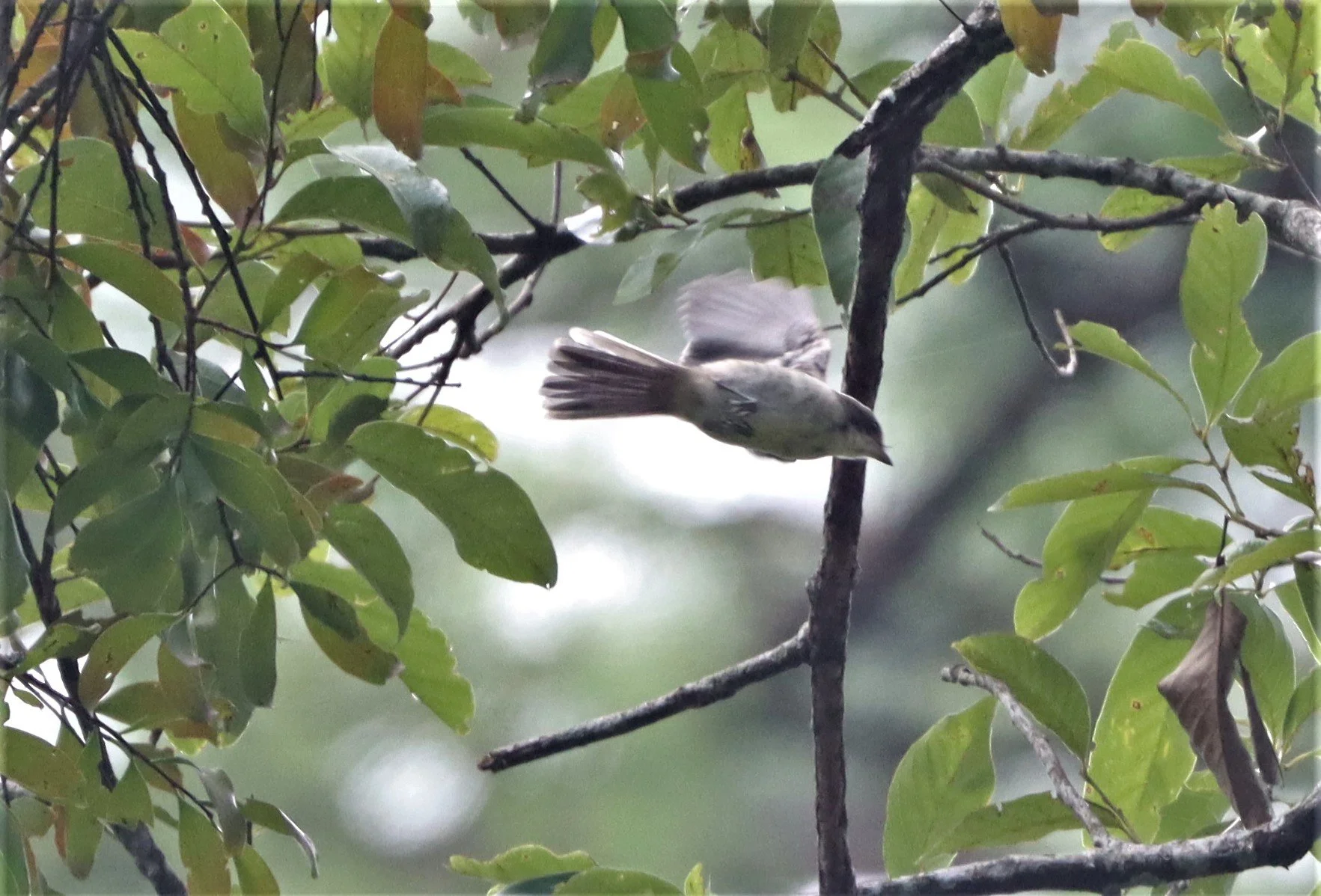 Burmese Shrike (Lanius collurioides) Doi Lang Chiang Mai — Coke Smith ...