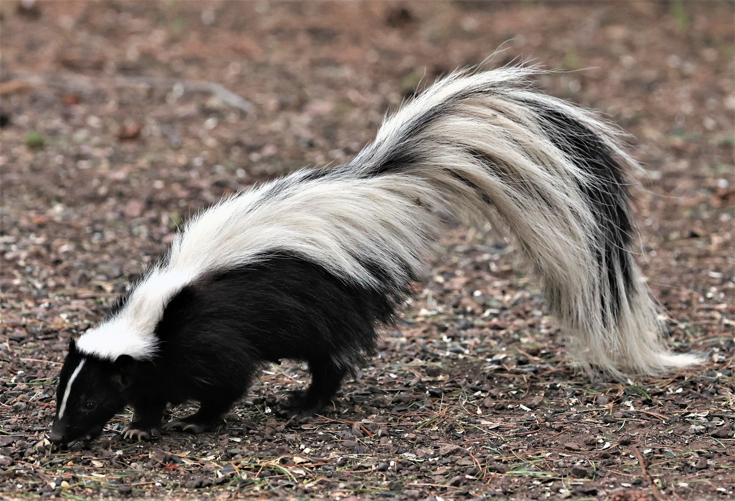 Genus Mephitis Skunks — Coke Smith Wildlife