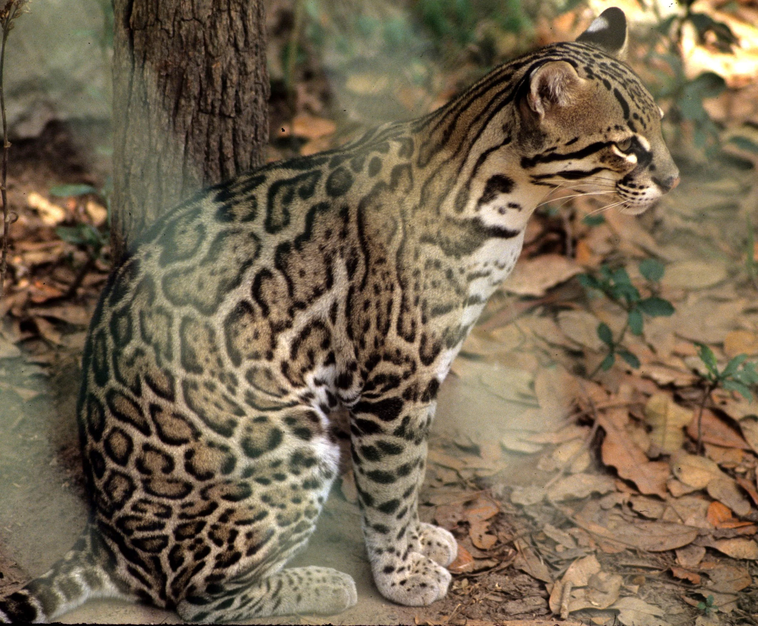 Genus Leopardus Ocelots & Margay — Coke Smith Wildlife