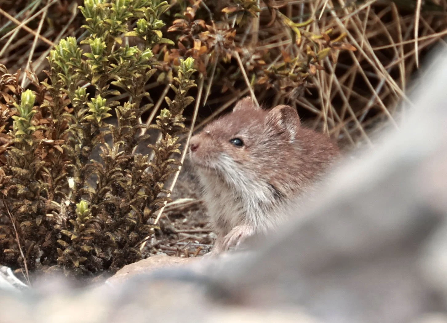 White-bellied Grass Mouse (Akodon albiventer) — Coke Smith Wildlife