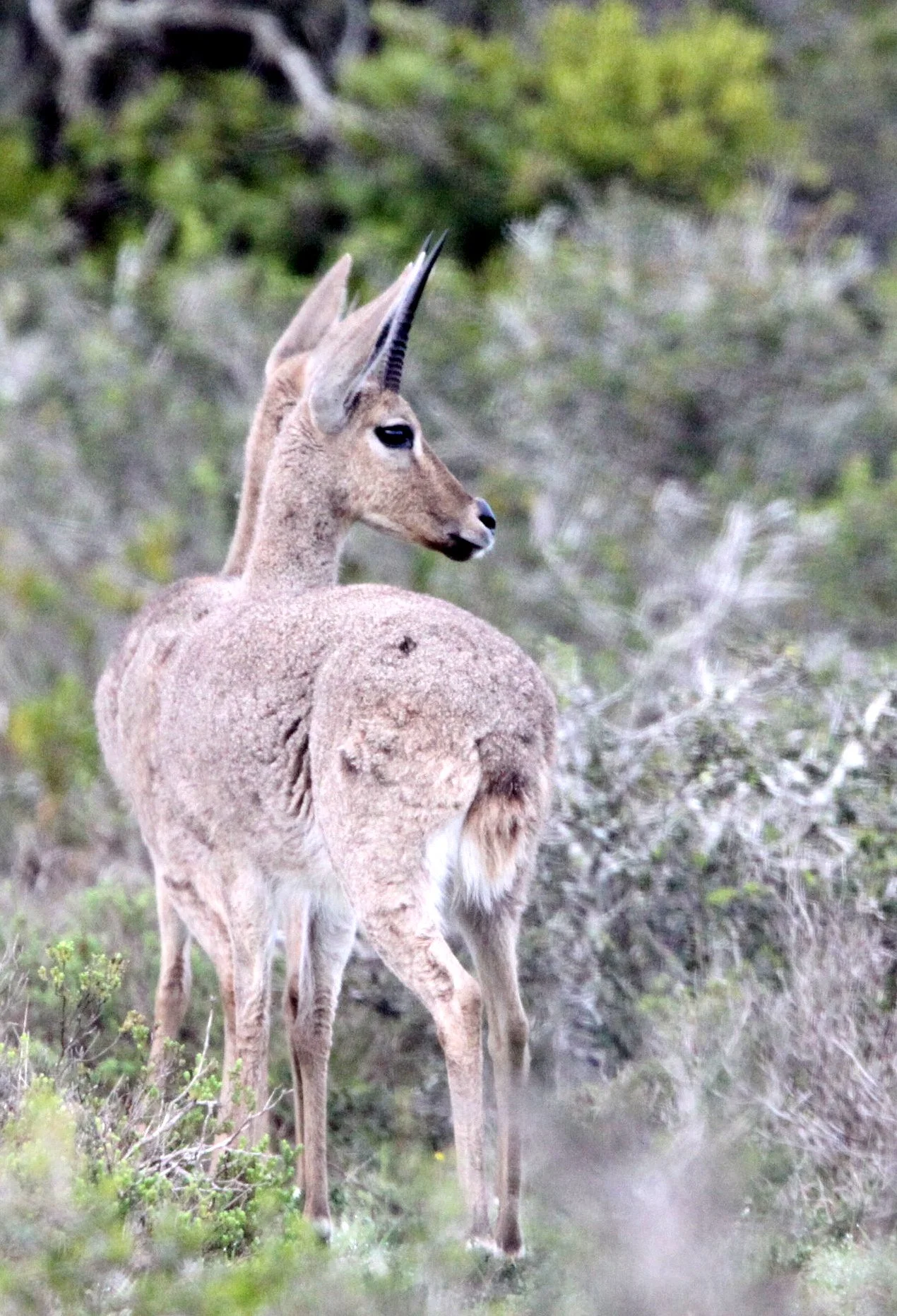 Pelea capreolus Grey Rhebok — Coke Smith Wildlife