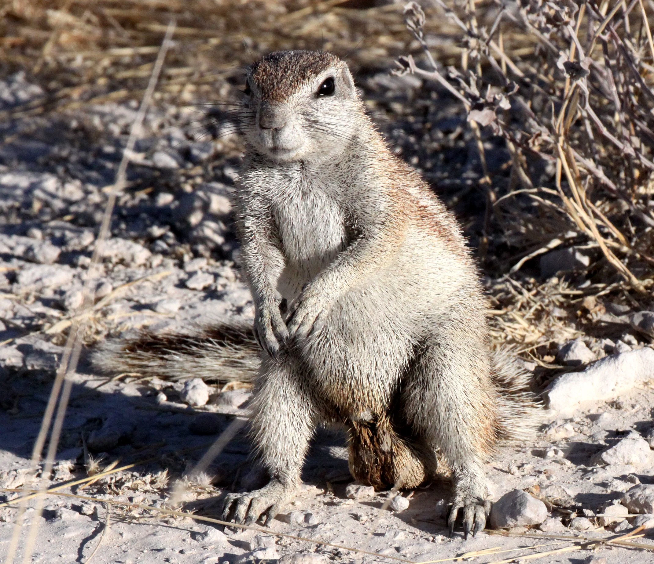 Genus Xerus, Euxerus, Geosciurus - African Ground Squirrels — Coke ...