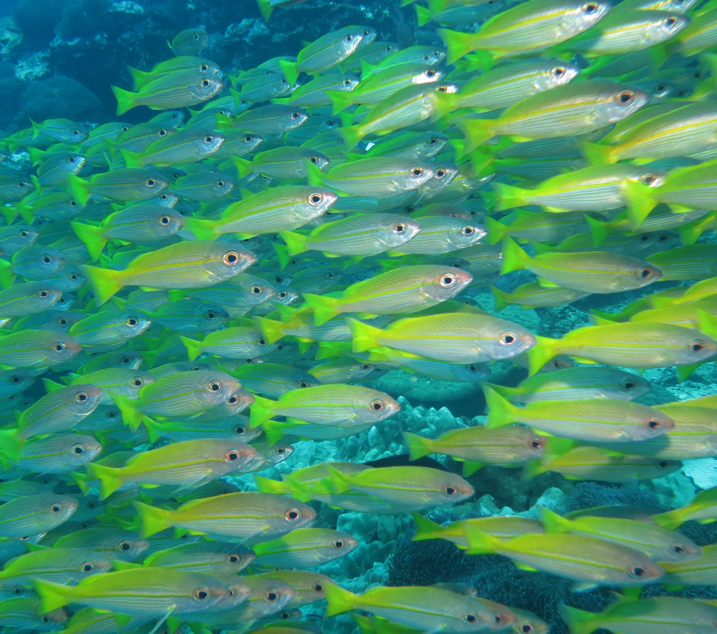 Family Caesionidae - Fusiliers — Coke Smith Wildlife