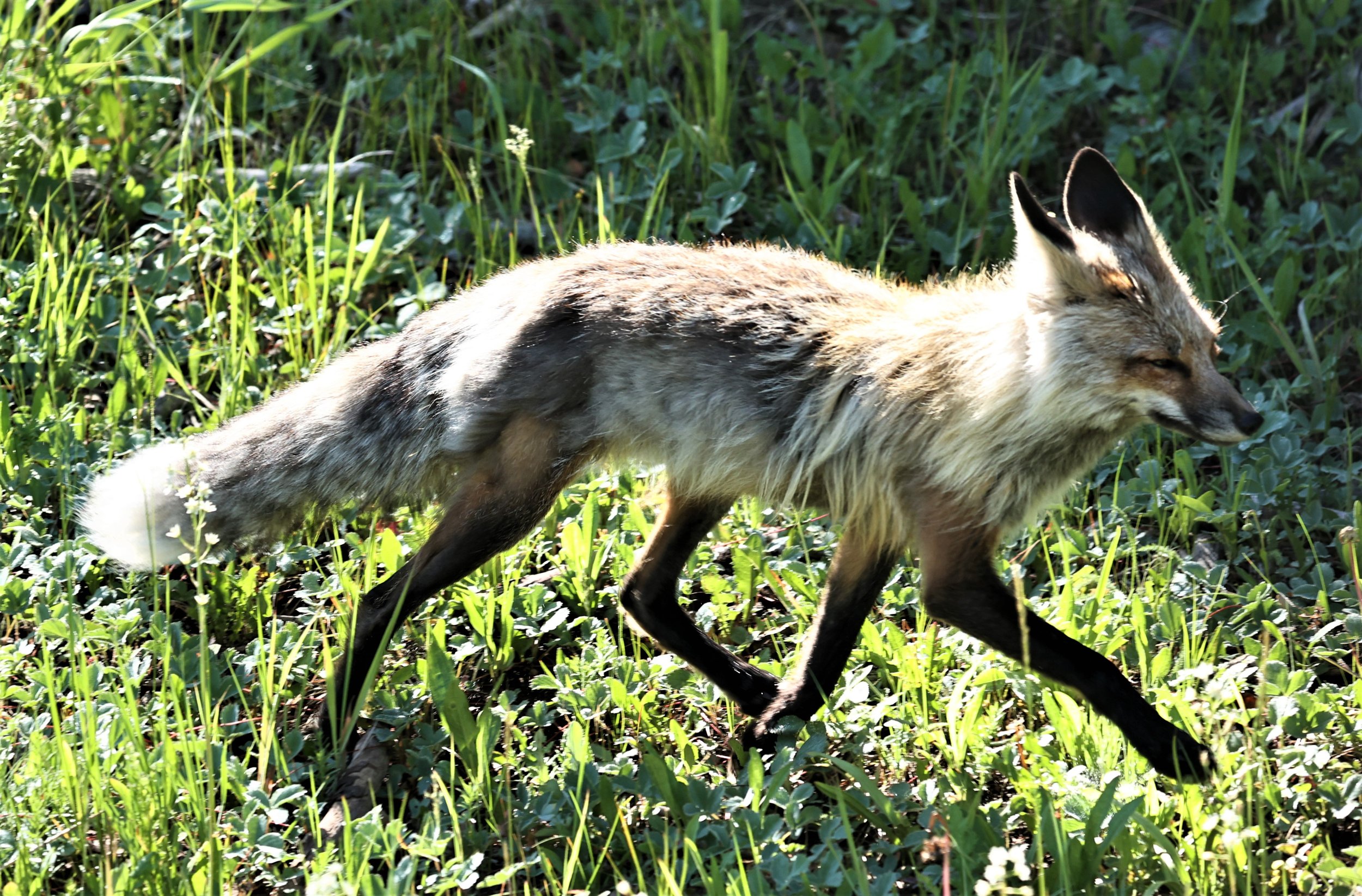 Vulpes vulpes Red Fox — Coke Smith Wildlife