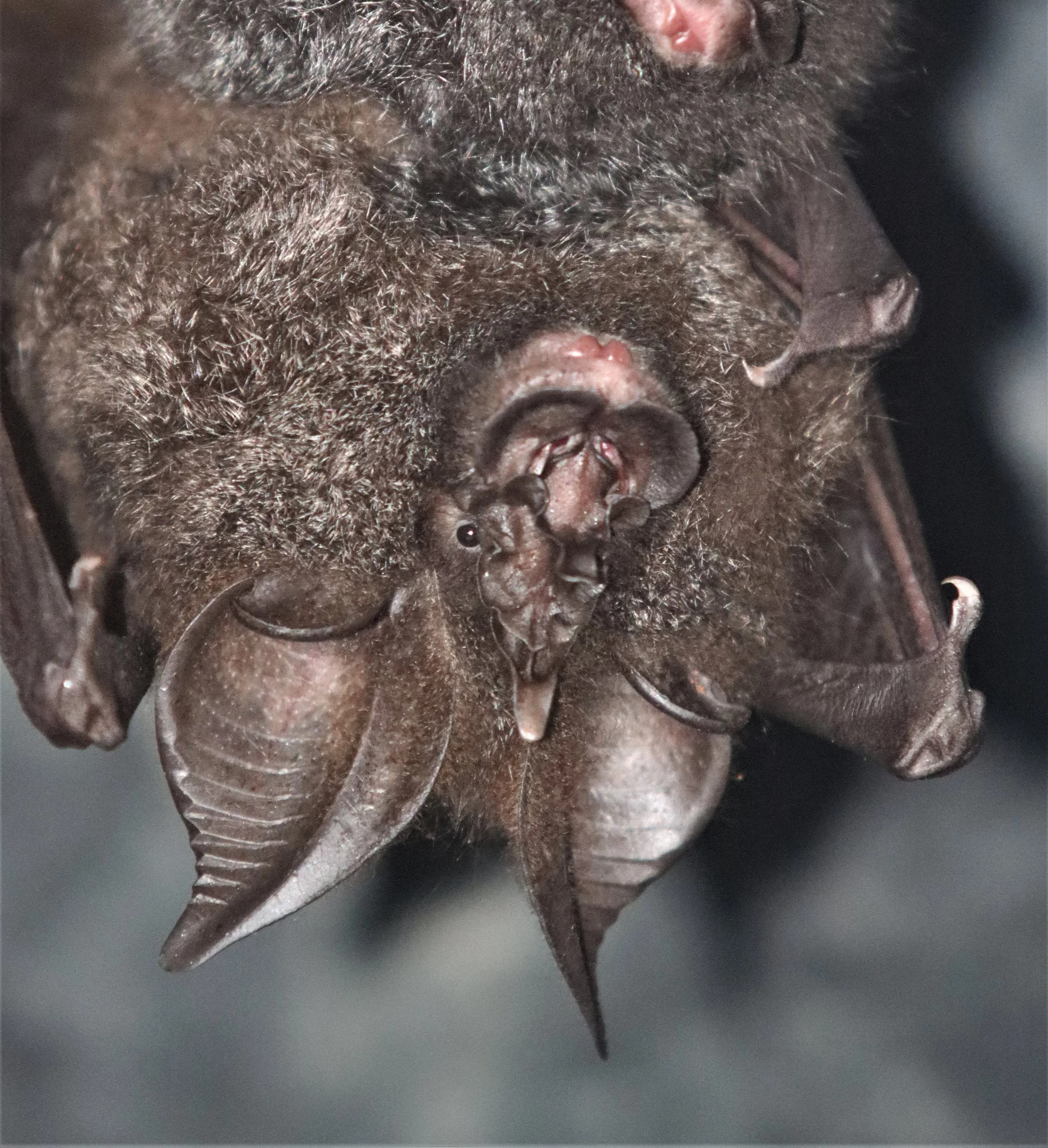 Rhinolophus luctus - Great Woolly Horseshoe Bat — Coke Smith Wildlife