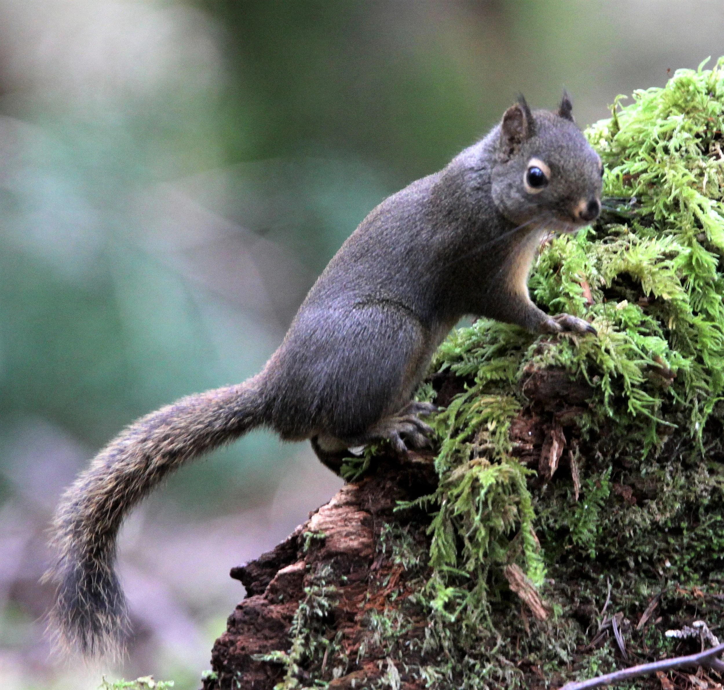 Genus Tamiasciurus Pine Squirrels — Coke Smith Wildlife