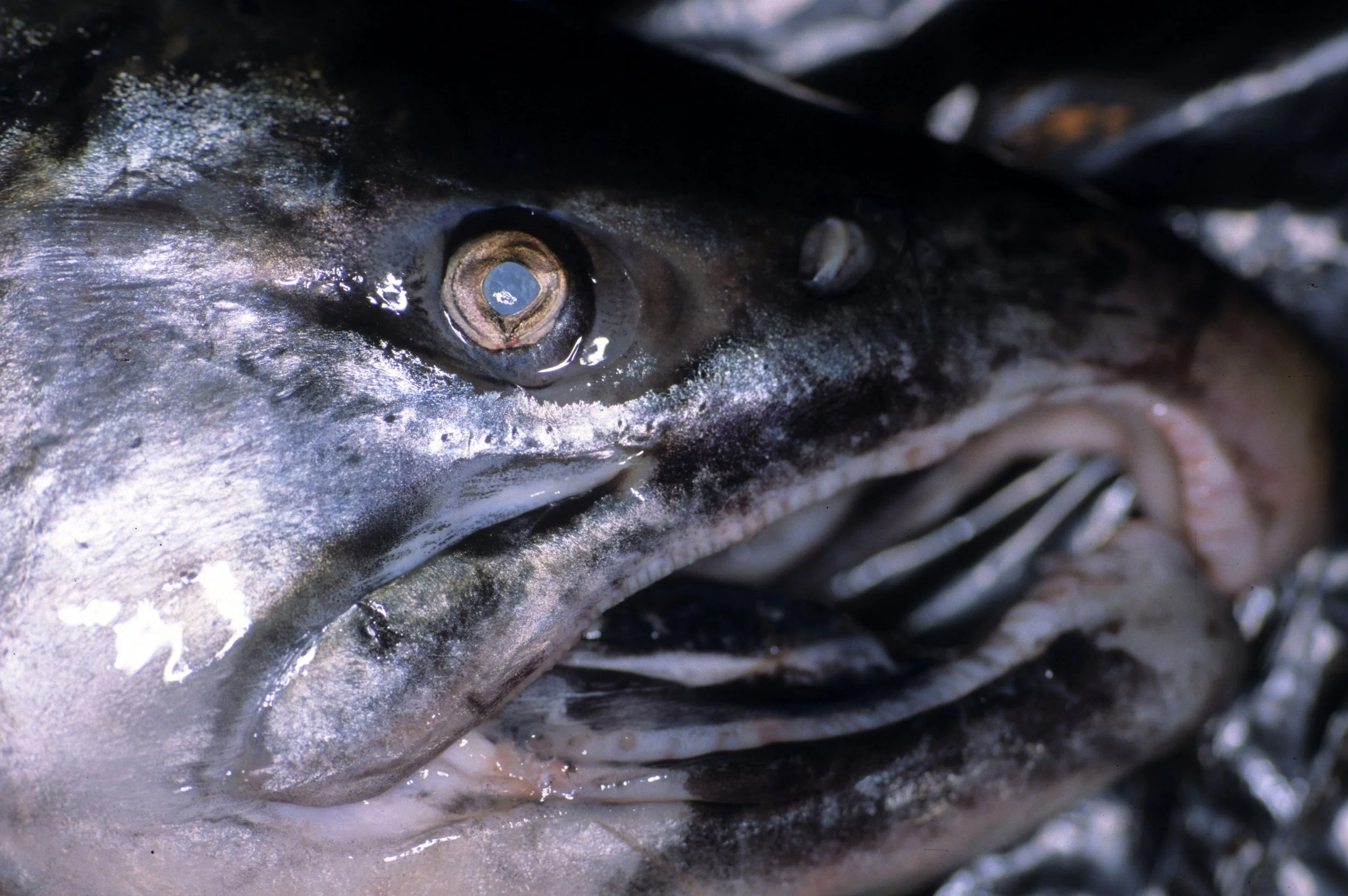 Family Salmonidae - The Salmonids — Coke Smith Wildlife