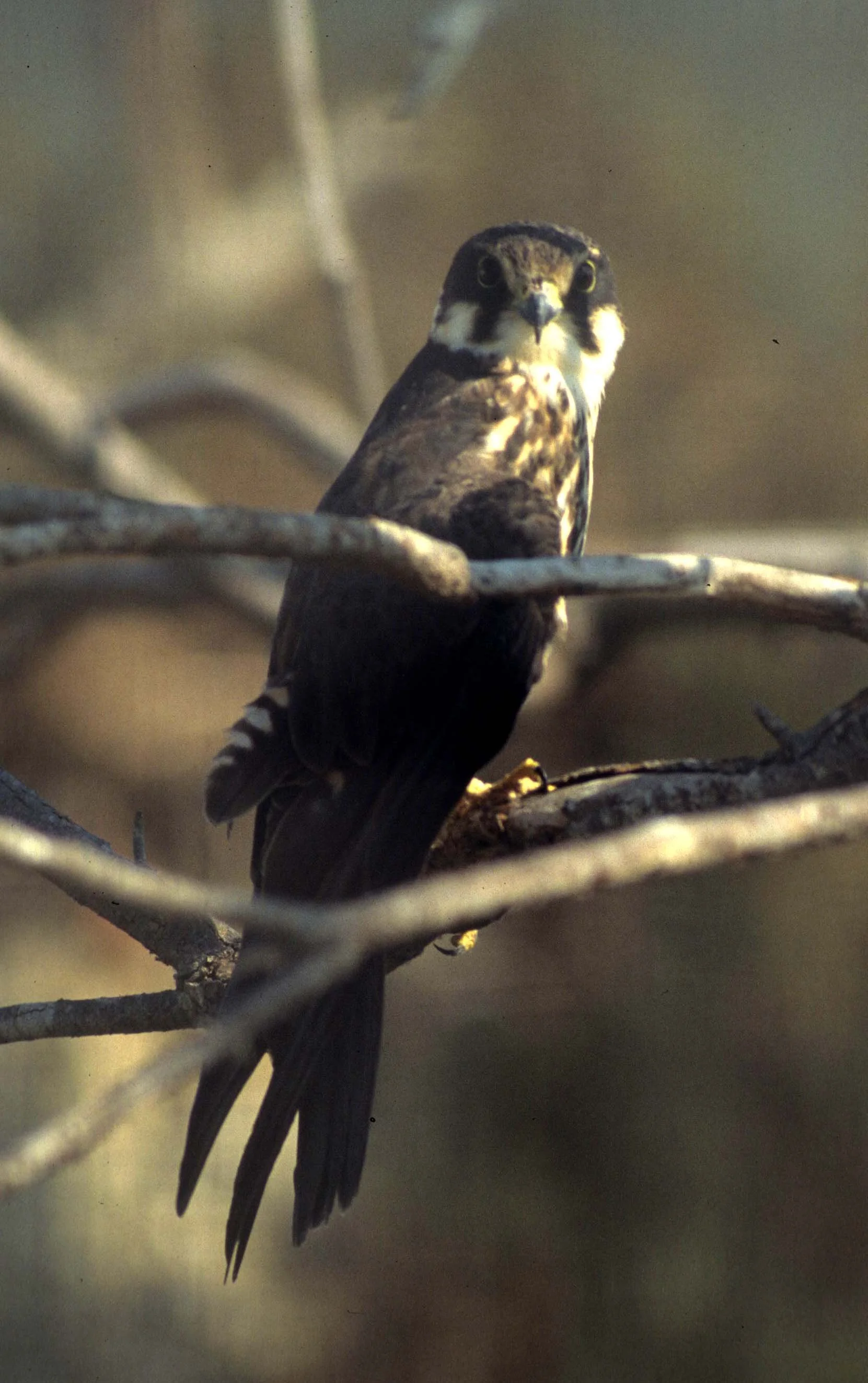 Hobby Hawk (Falco subbuteo) — Coke Smith Wildlife