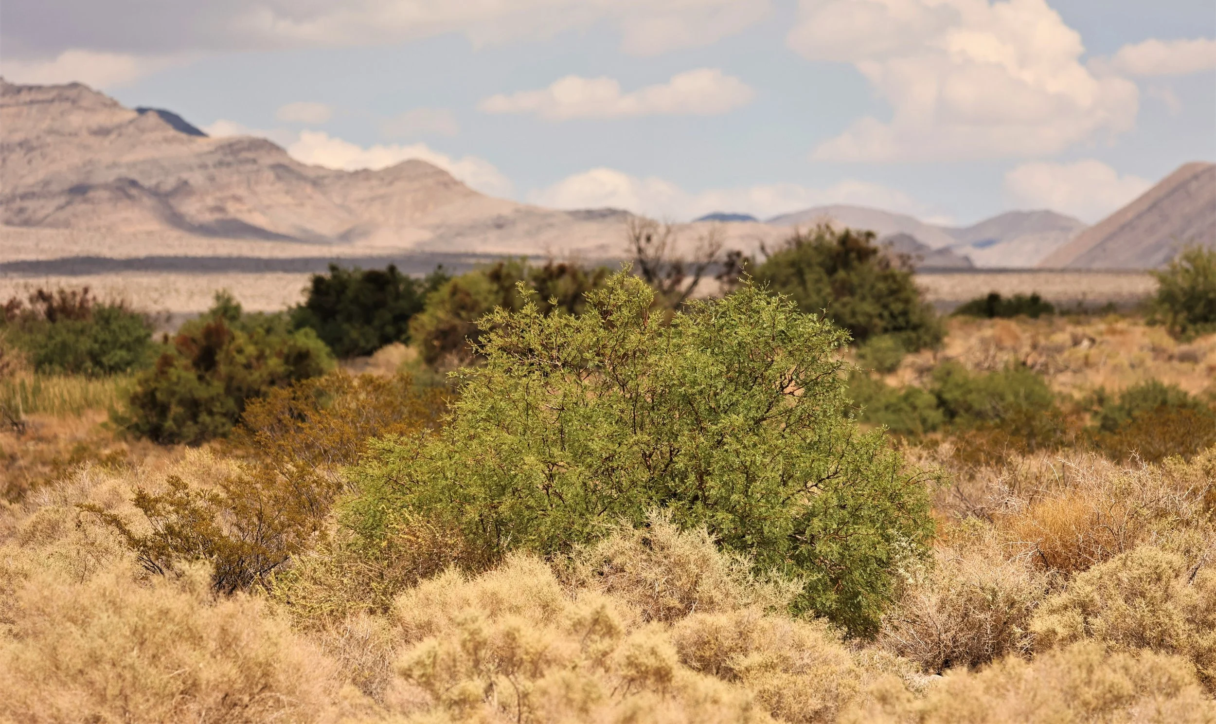 Nevada Scenery Great Squirrel Safari 2022 — Coke Smith Wildlife