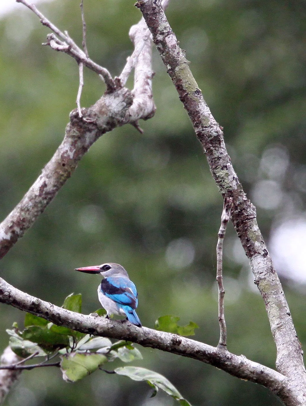 Woodland Kingfisher (Halcyon senegalensis) — Coke Smith Wildlife