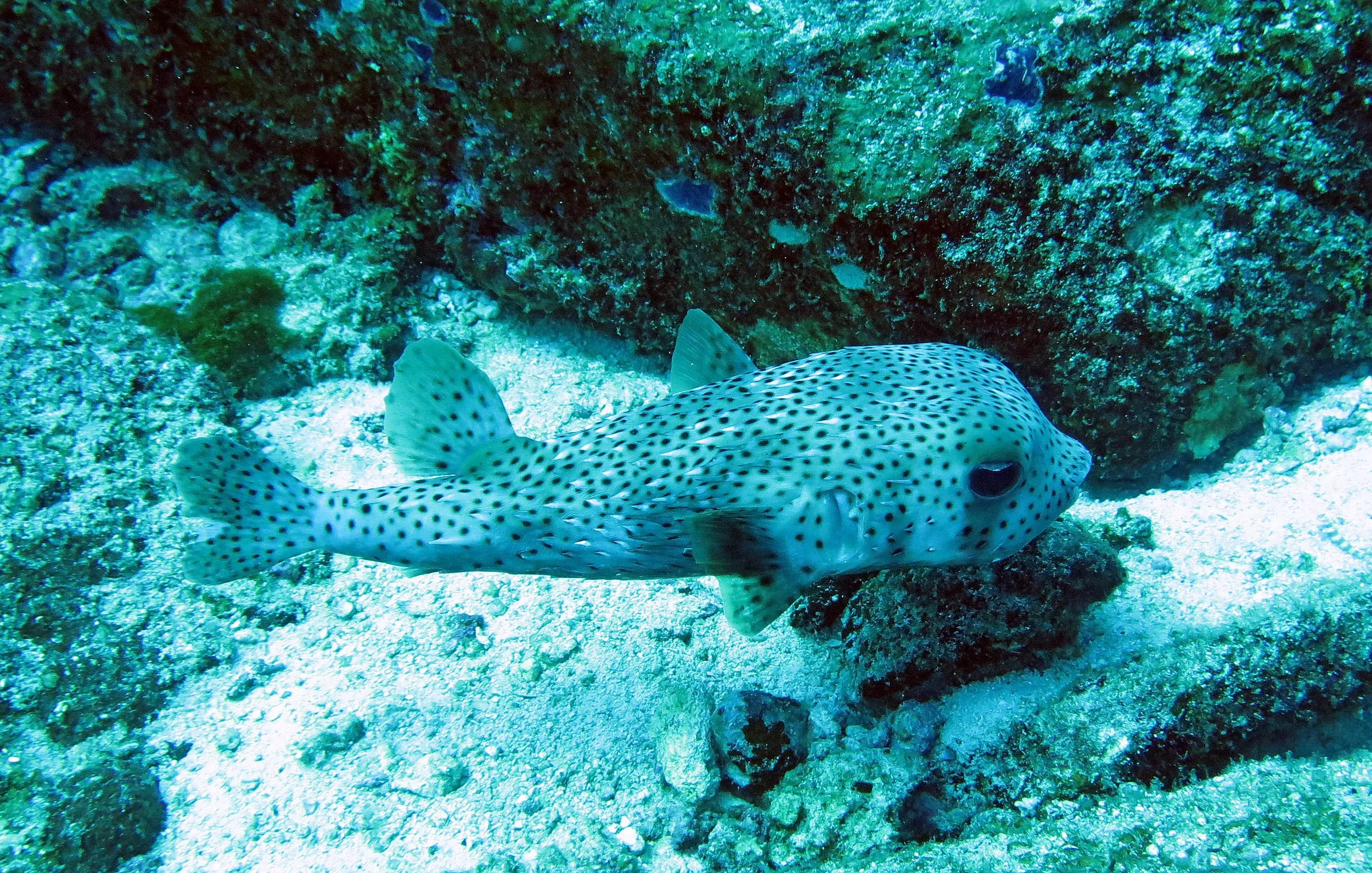 Family Diodontidae (Porcupinefish), Family Ostraciidae (Boxfish ...