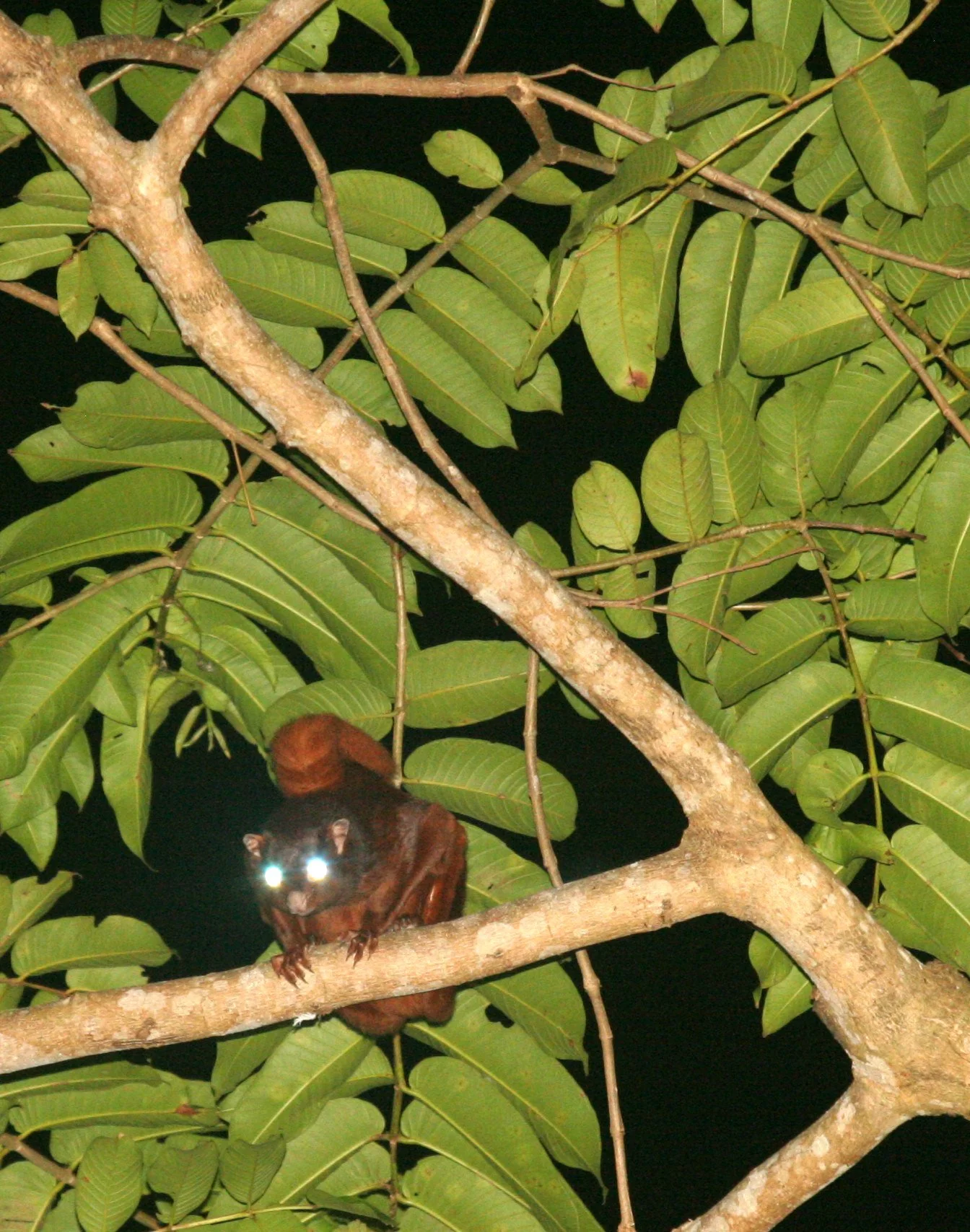 Petaurista petaurista - Red Giant Flying Squirrel — Coke Smith Wildlife