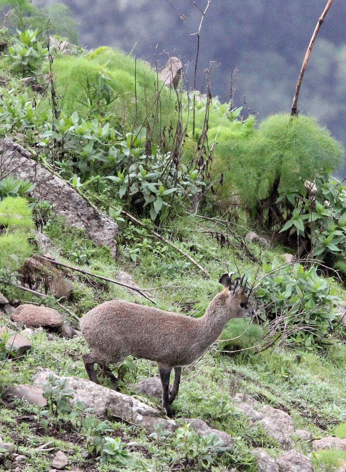 Oreotraginae Klipspringers — Coke Smith Wildlife