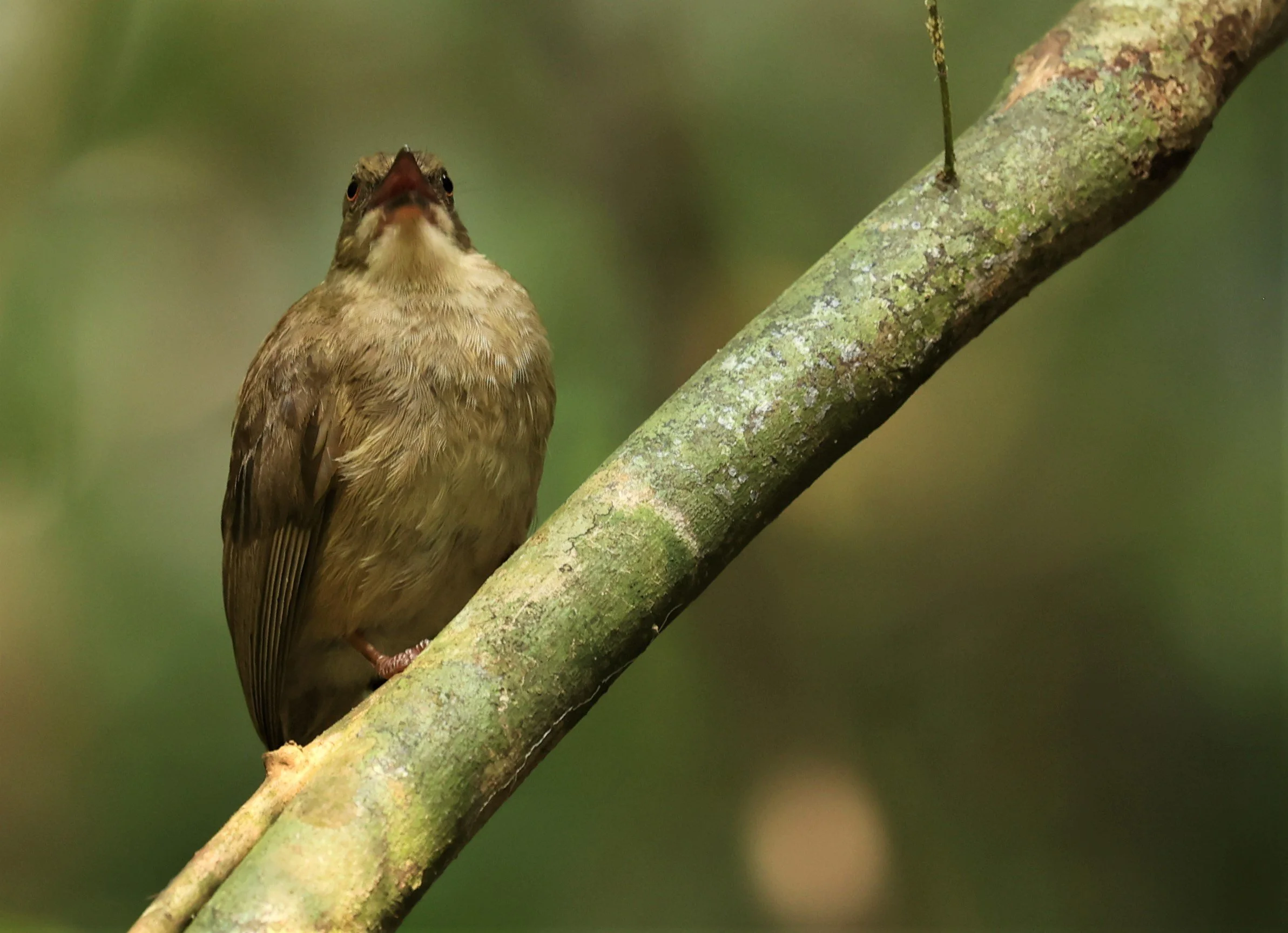 Red-eyed Bulbul (Pycnonotus brunneus) Southern Thailand — Coke Smith ...