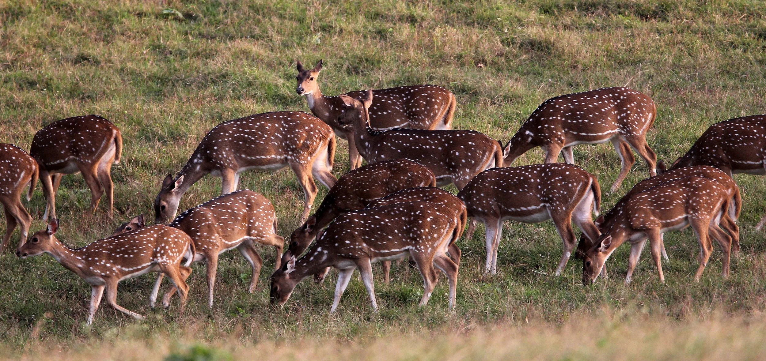 Genus Axis — Coke Smith Wildlife