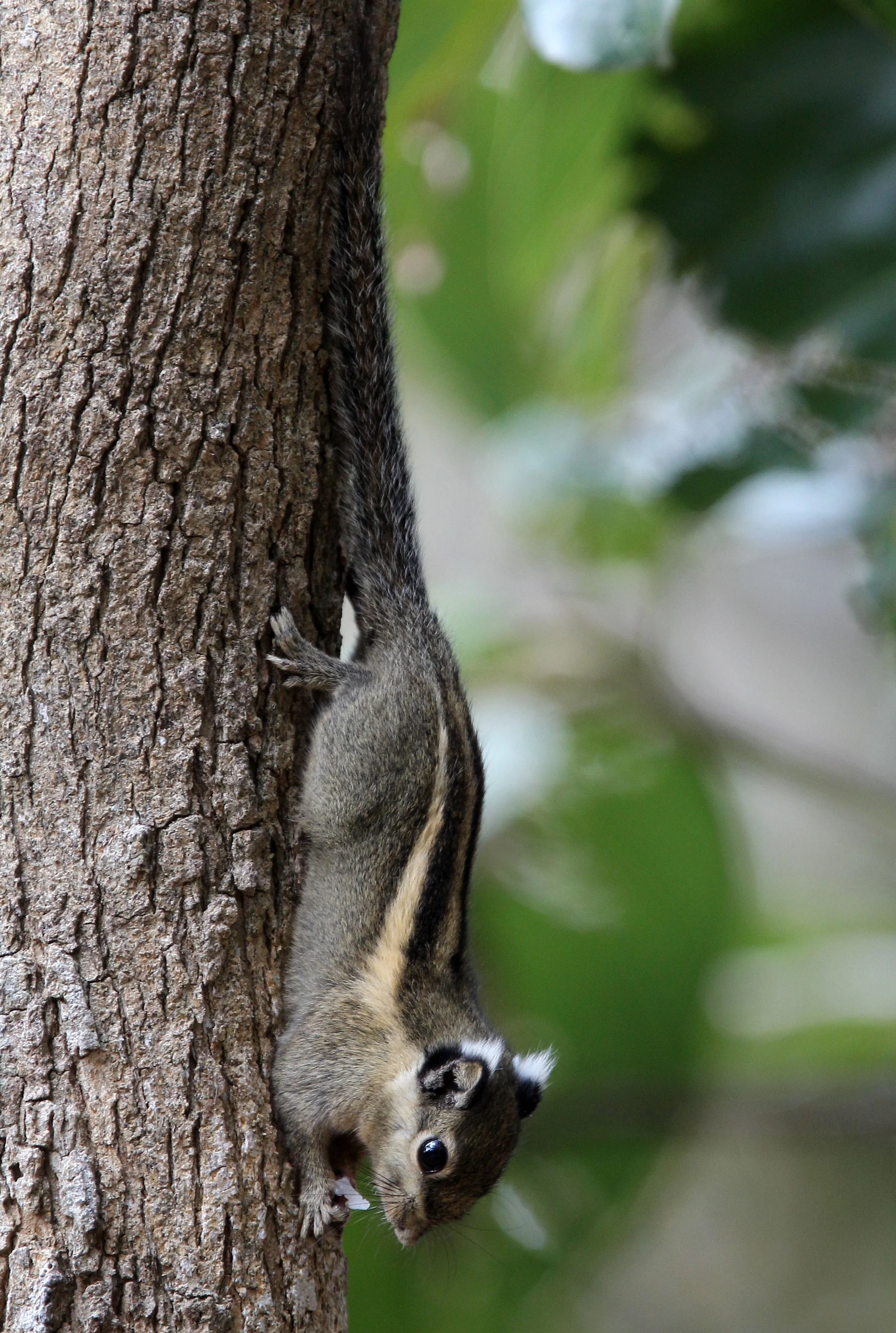 Genus Tamiops Asiatic Striped Squirrels — Coke Smith Wildlife