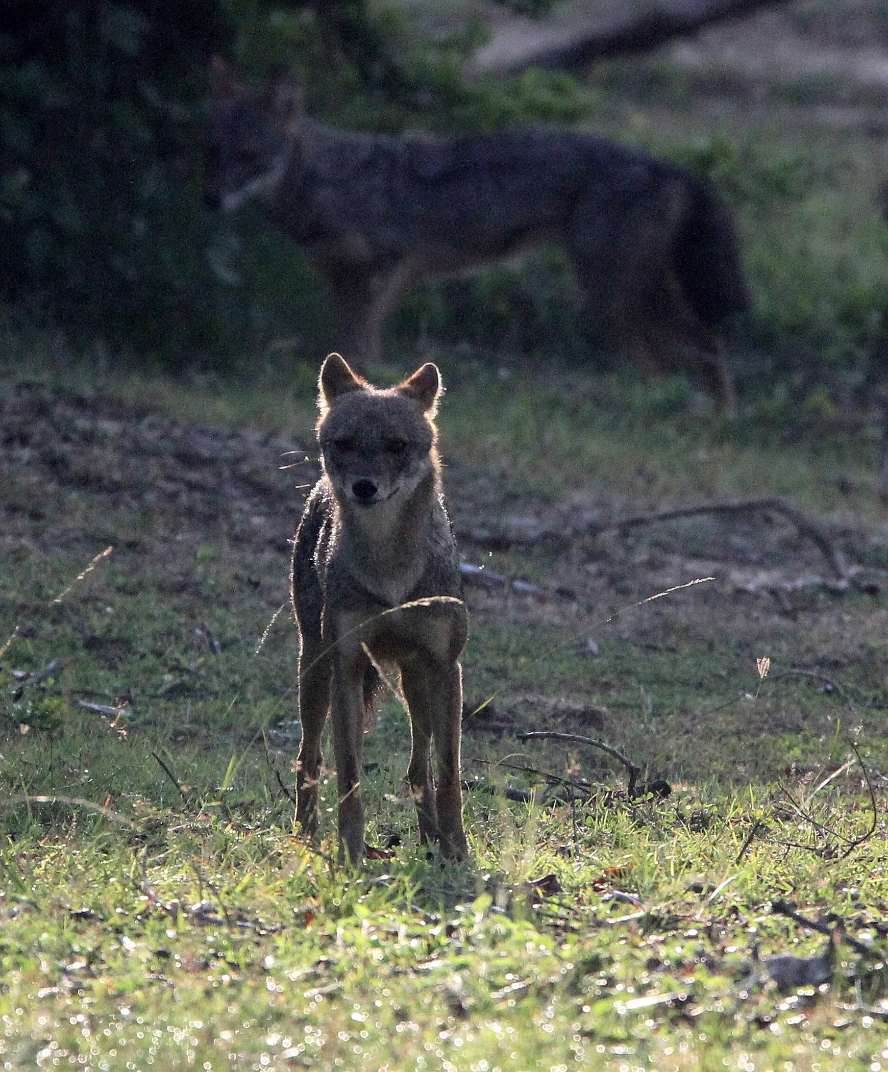 Canis aureus Asian Golden Jackals — Coke Smith Wildlife
