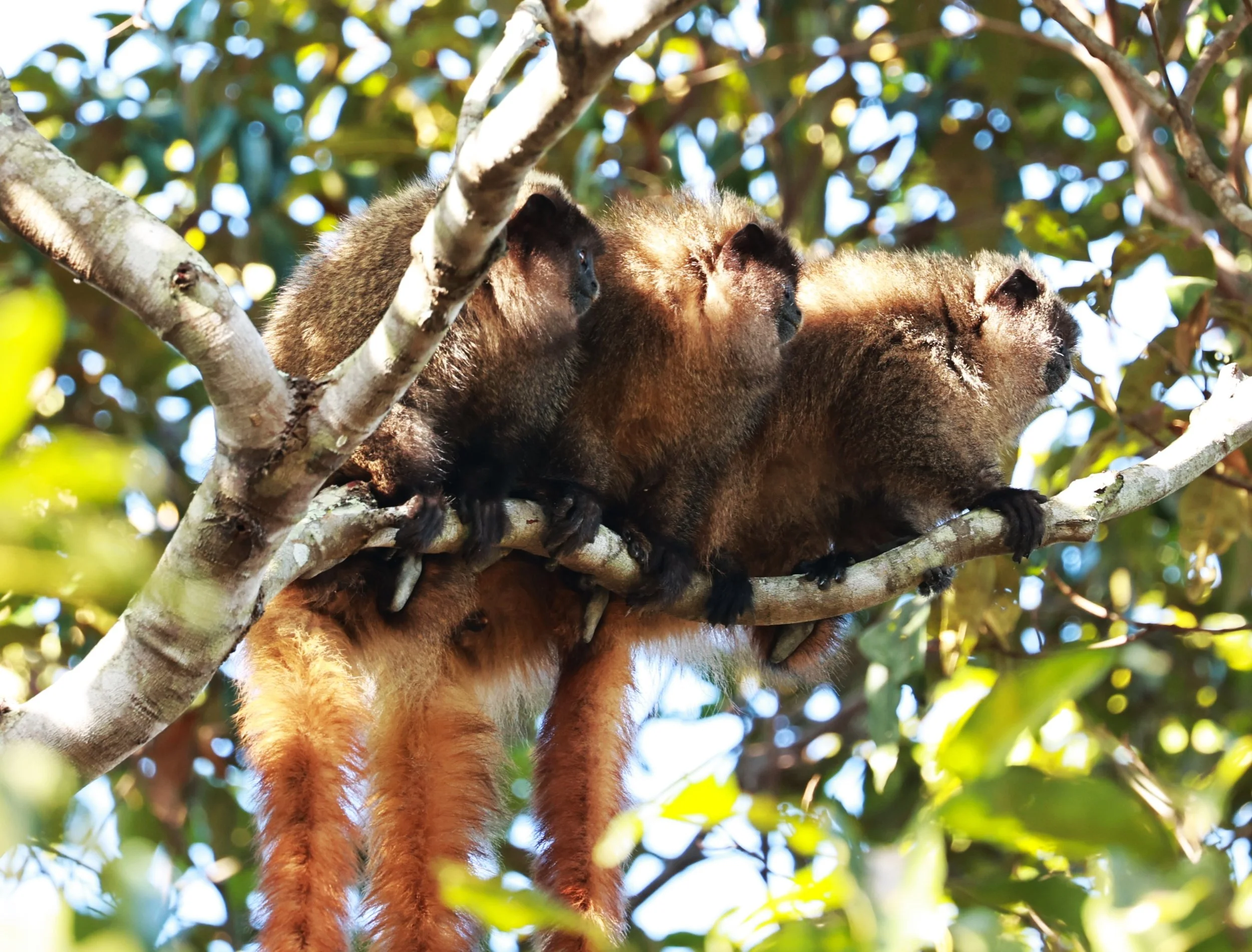 Black-fronted Titi Monkey (Callicebus nigrifrons) — Coke Smith Wildlife