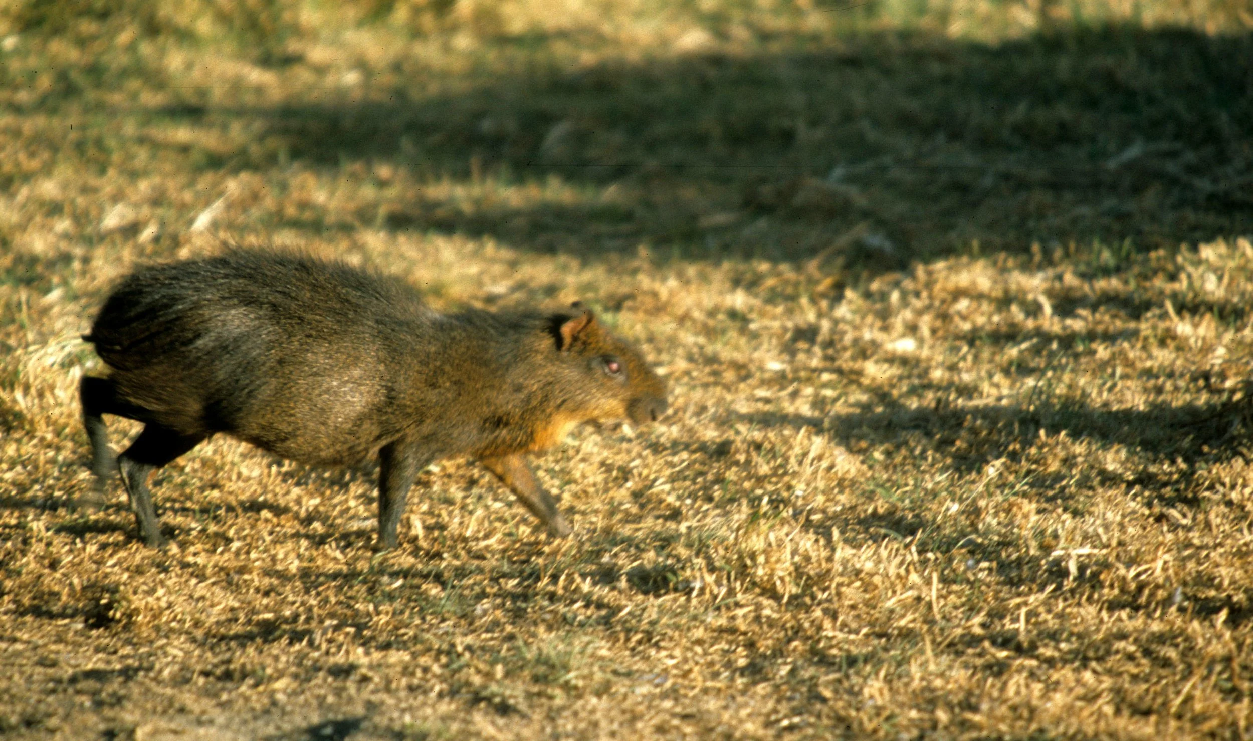Brown Agouti (Dasyprocta variegata) — Coke Smith Wildlife