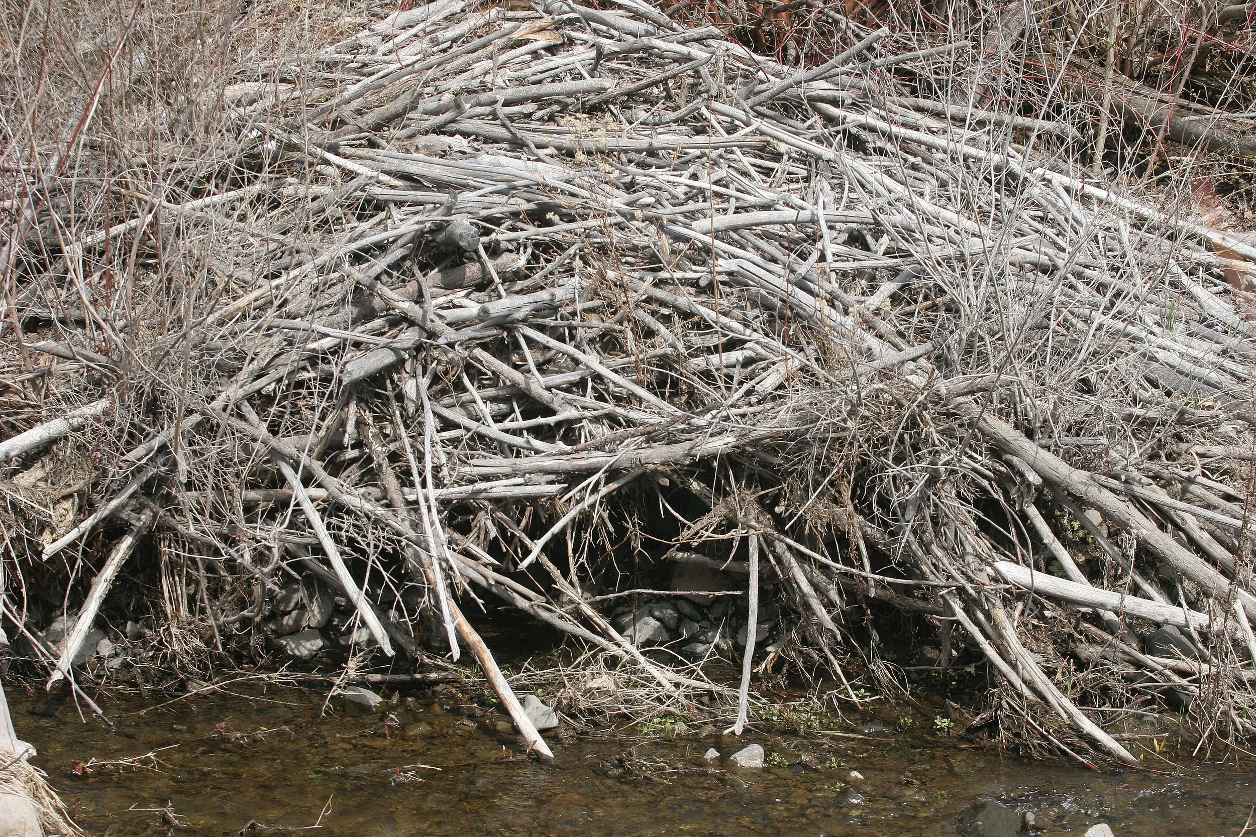 Genus Castor Beavers — Coke Smith Wildlife