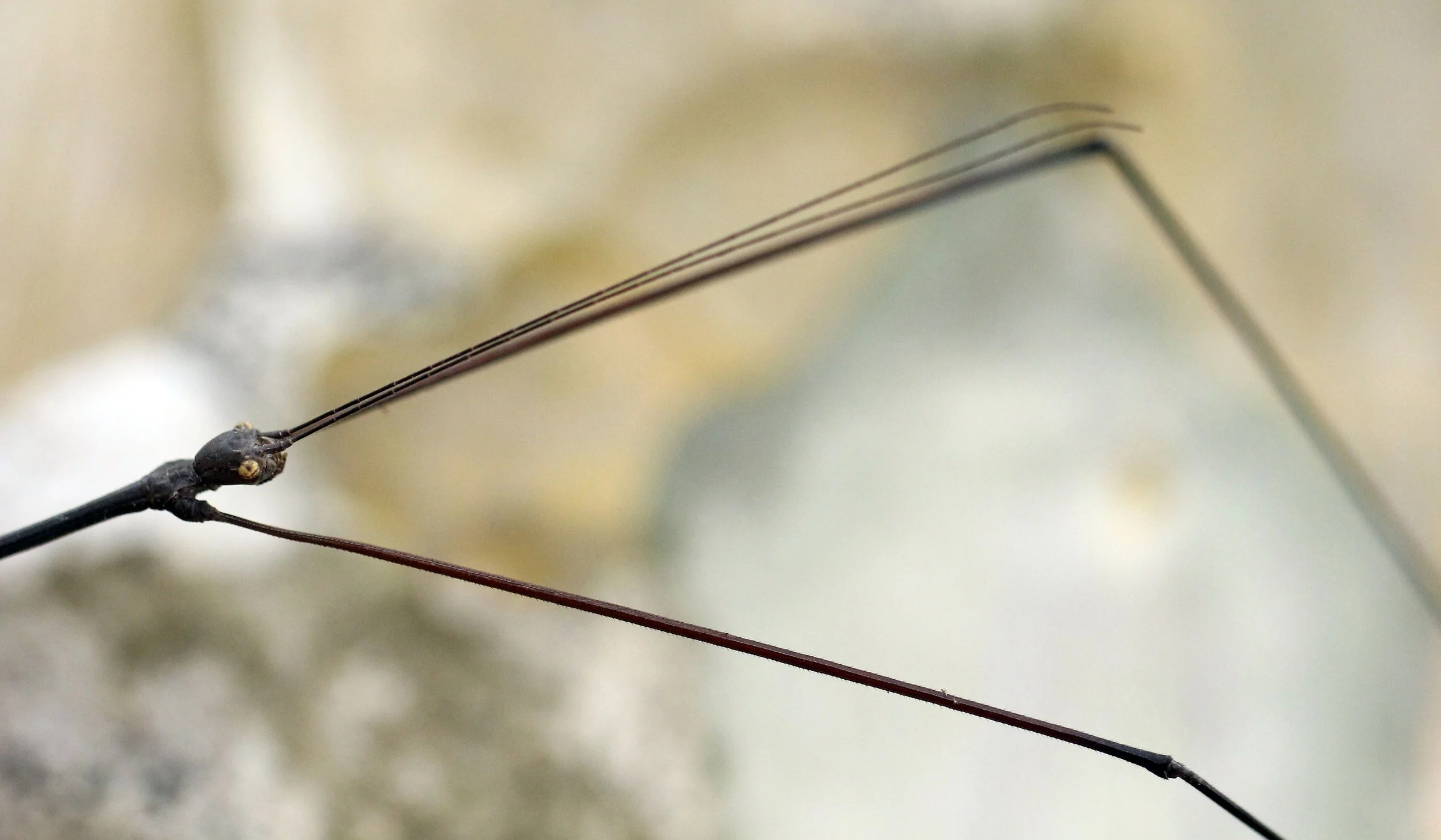 Order Phasmatodea - Walking Sticks — Coke Smith Wildlife