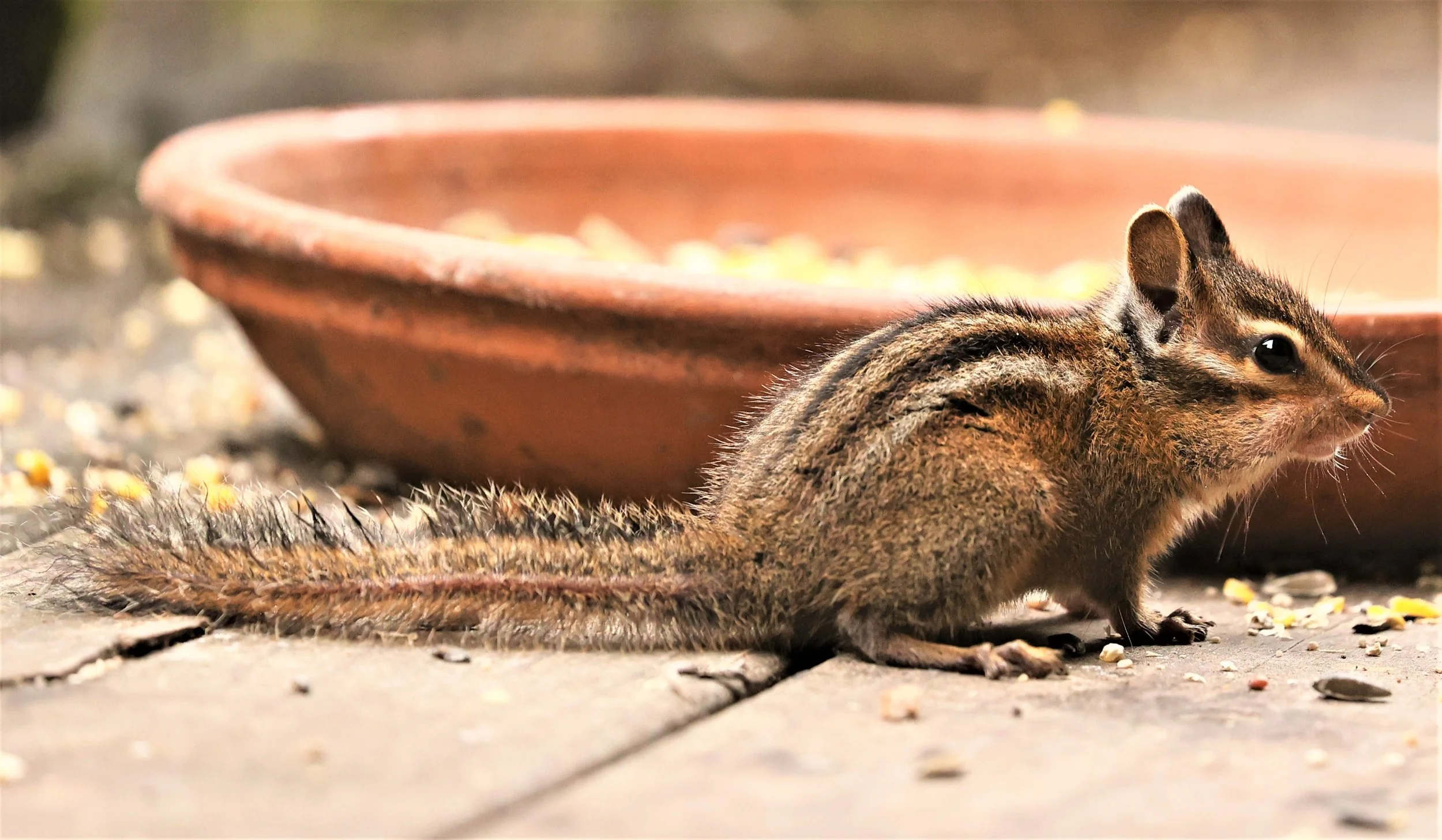 Genus Neotamias Western Chipmunks — Coke Smith Wildlife