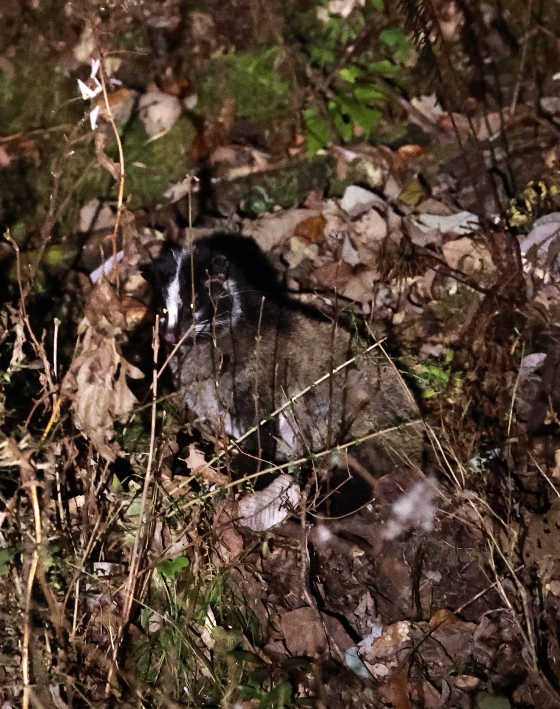 Paguma larvata - Masked Palm Civet — Coke Smith Wildlife