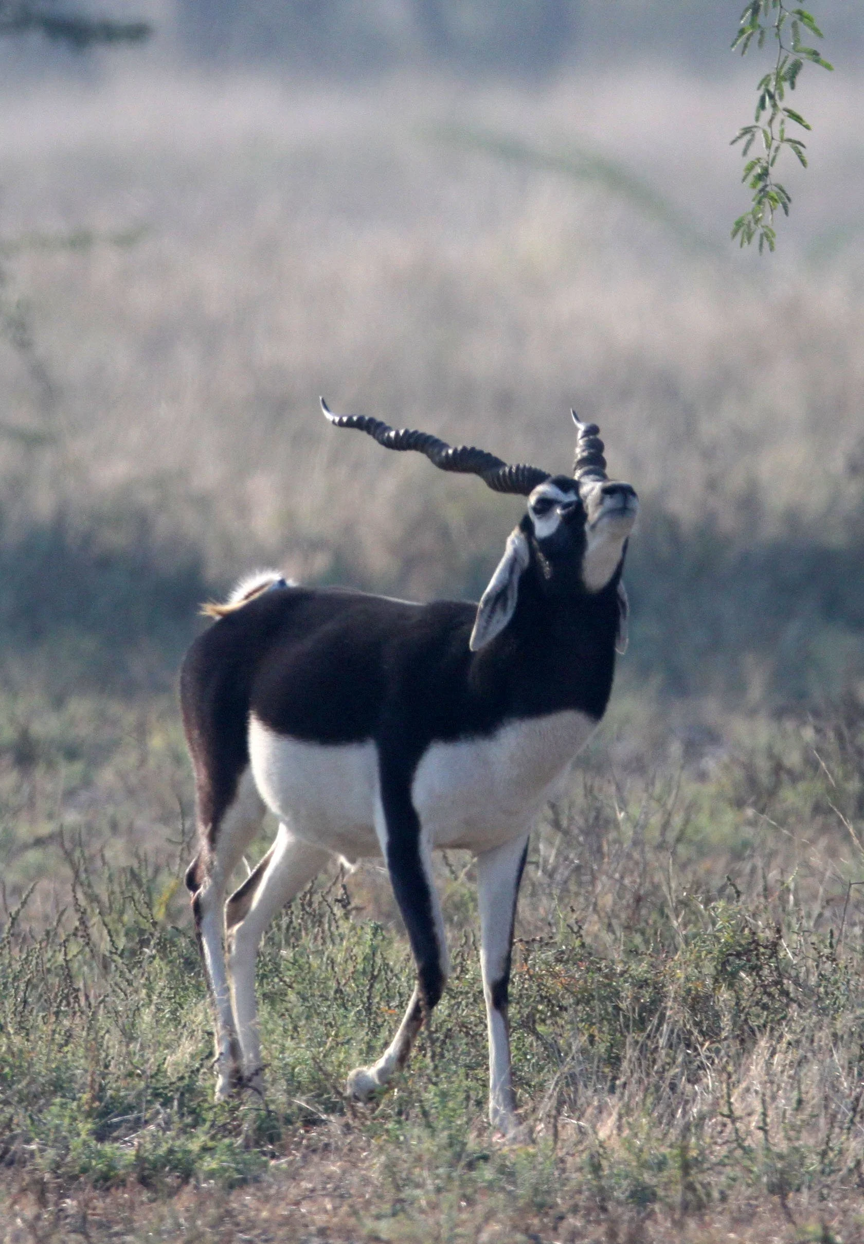 Antilope cervicapra Blackbuck — Coke Smith Wildlife