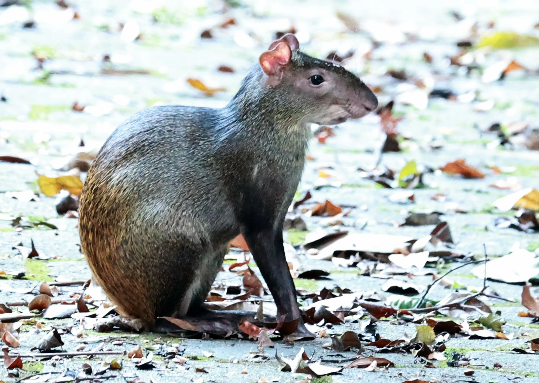 Red-rumped Agouti (Dasyprocta leporina) — Coke Smith Wildlife