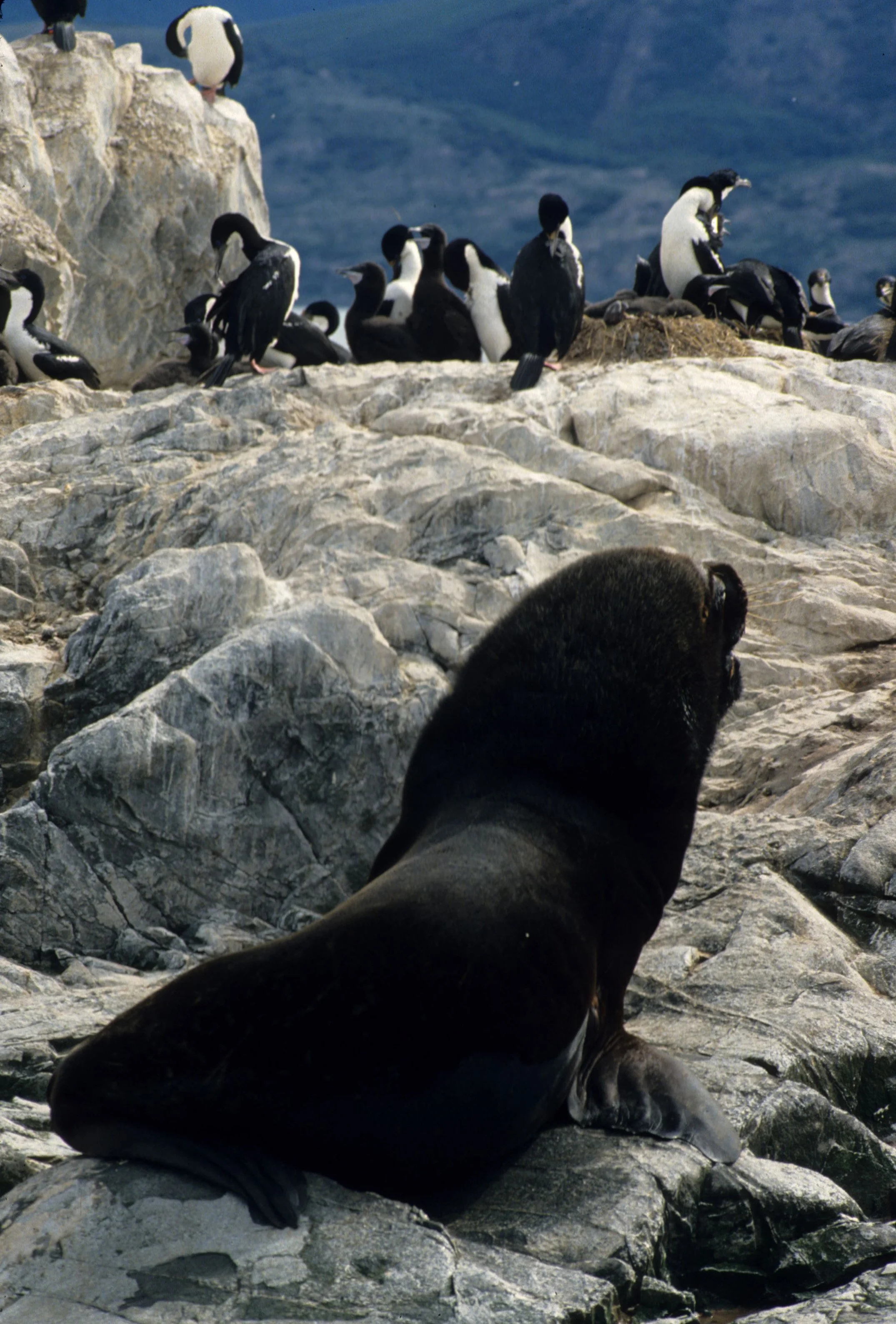 Otaria byronia - South American Sea Lion — Coke Smith Wildlife