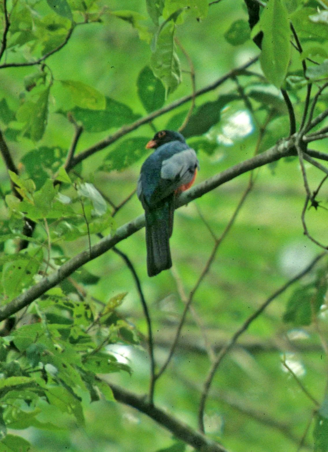 Family Trogonidae - Trogons — Coke Smith Wildlife