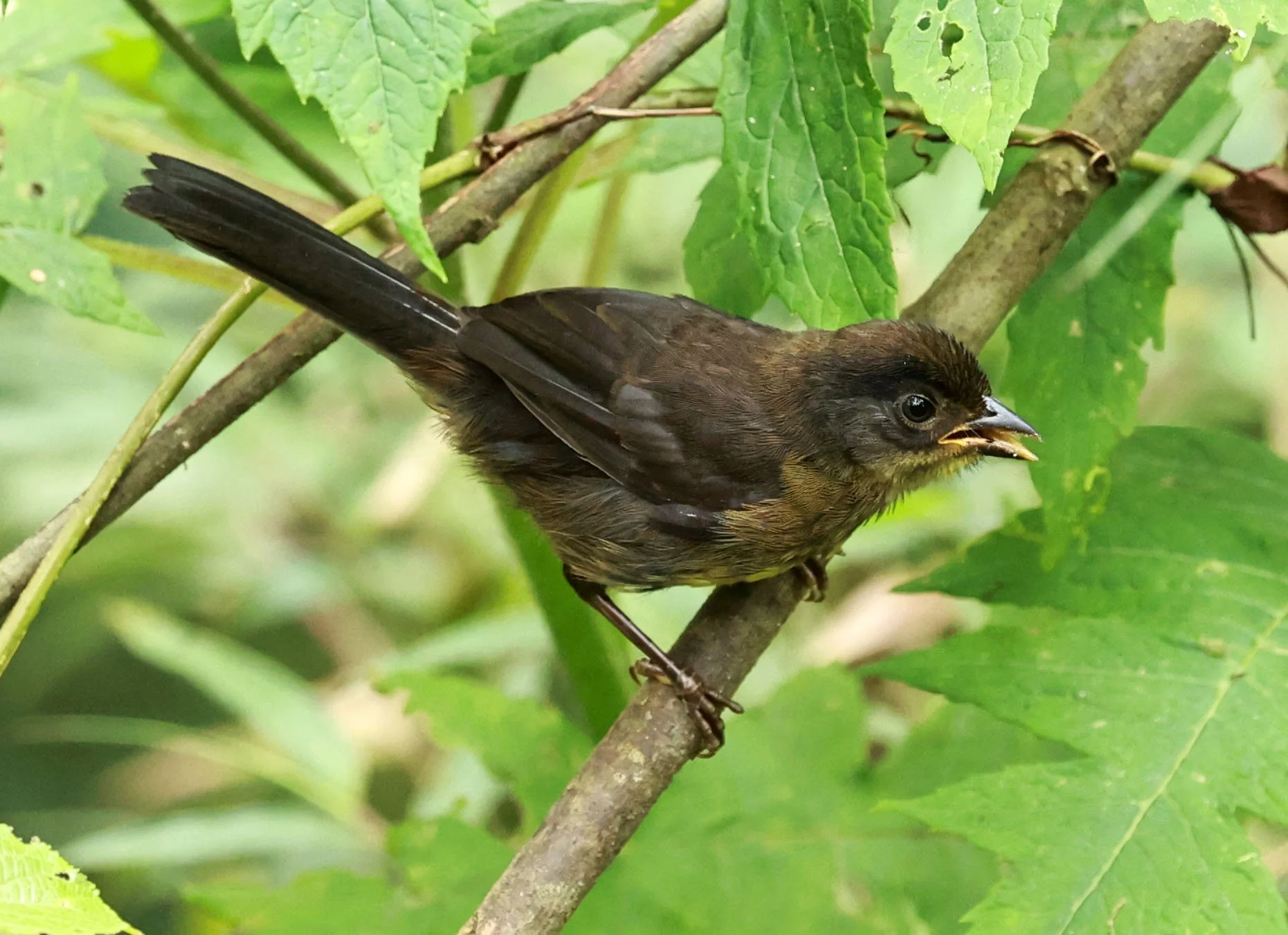 Birds of Bellavista Rainforest Lodge, Ecuador — Coke Smith Wildlife